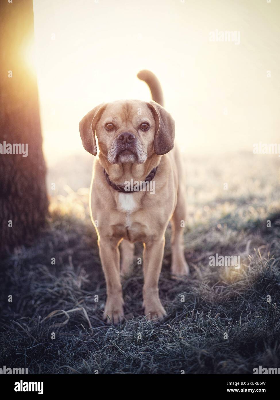 Puggle standing hi-res stock photography and images - Alamy