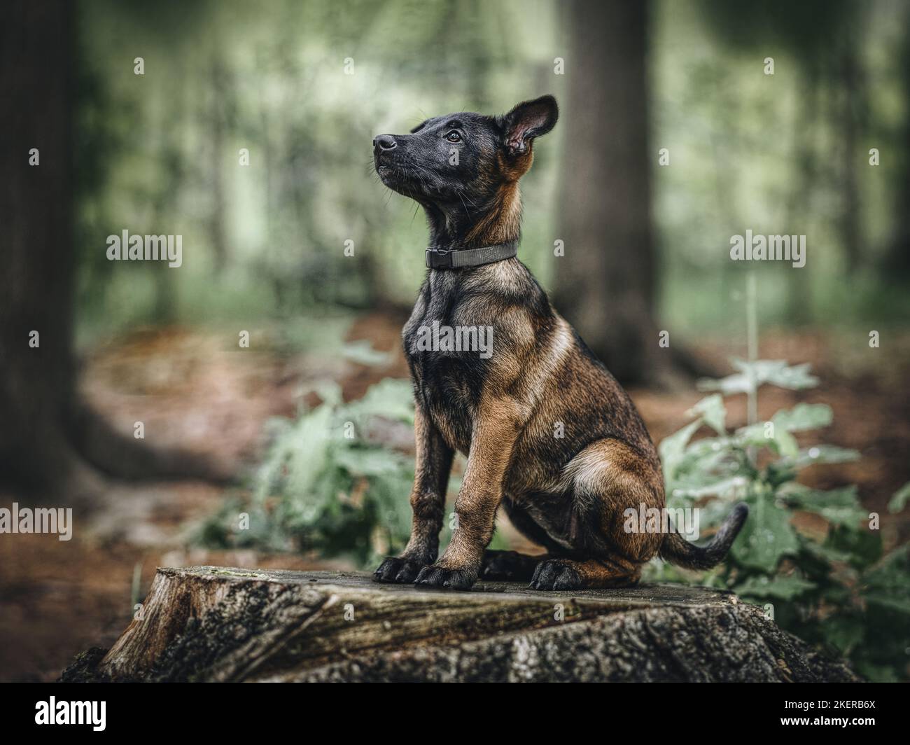 sitting Malinois Puppy Stock Photo - Alamy