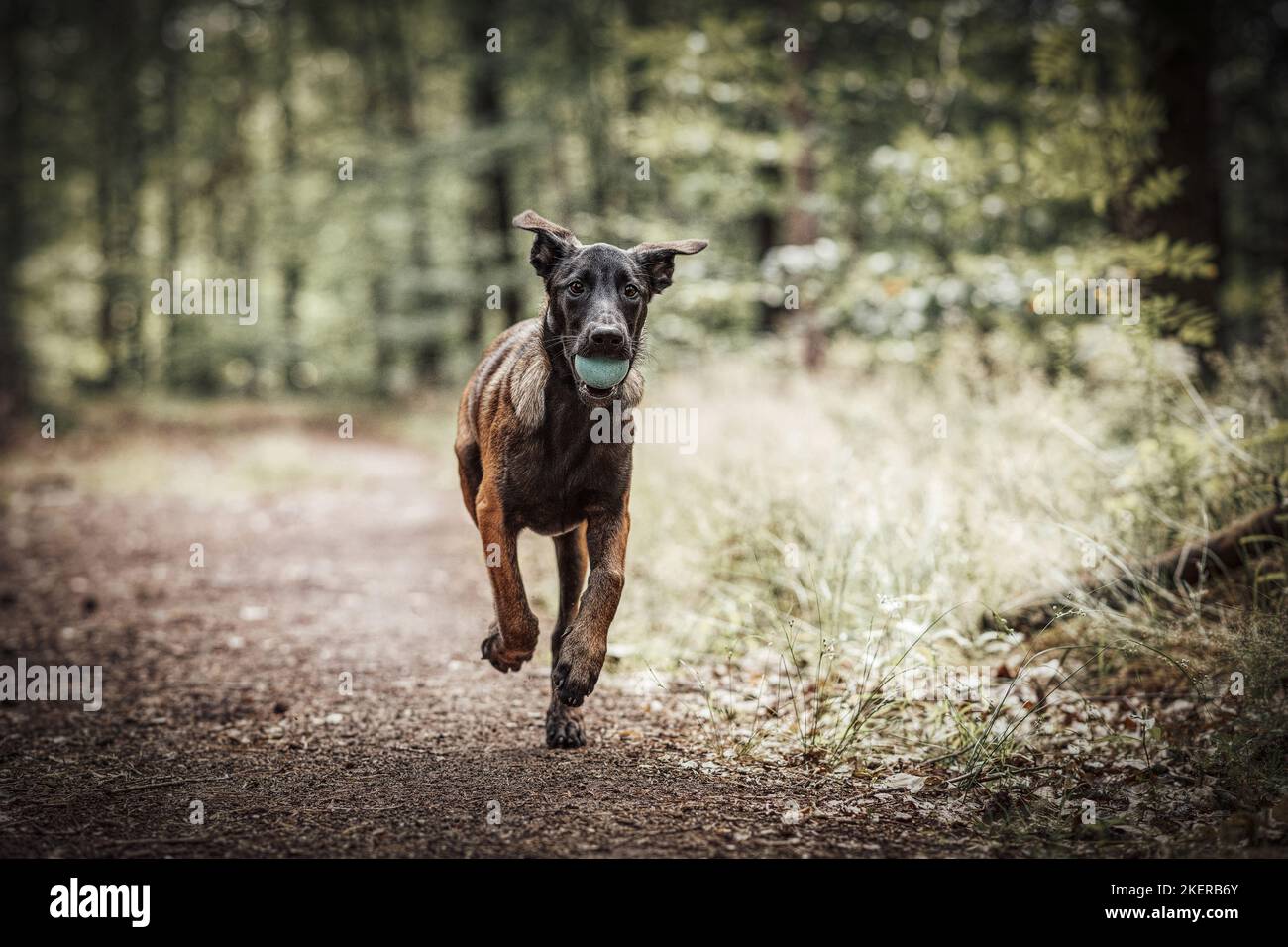 running Malinois Puppy Stock Photo - Alamy
