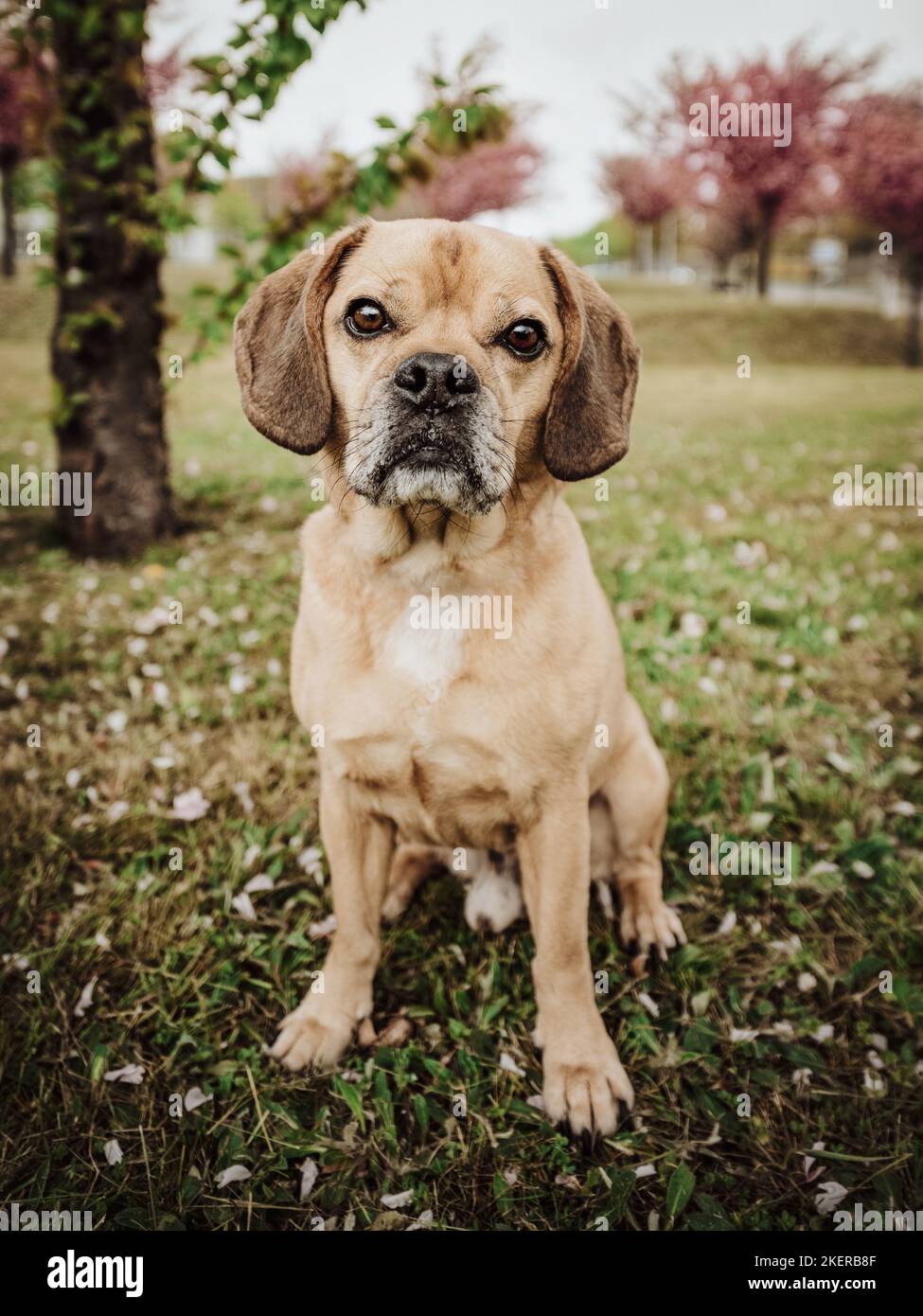 Puggles hi-res stock photography and images - Alamy