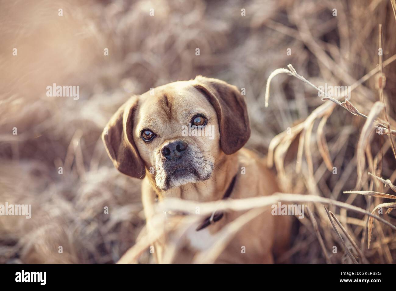 Beagle pug cross hi-res stock photography and images - Alamy