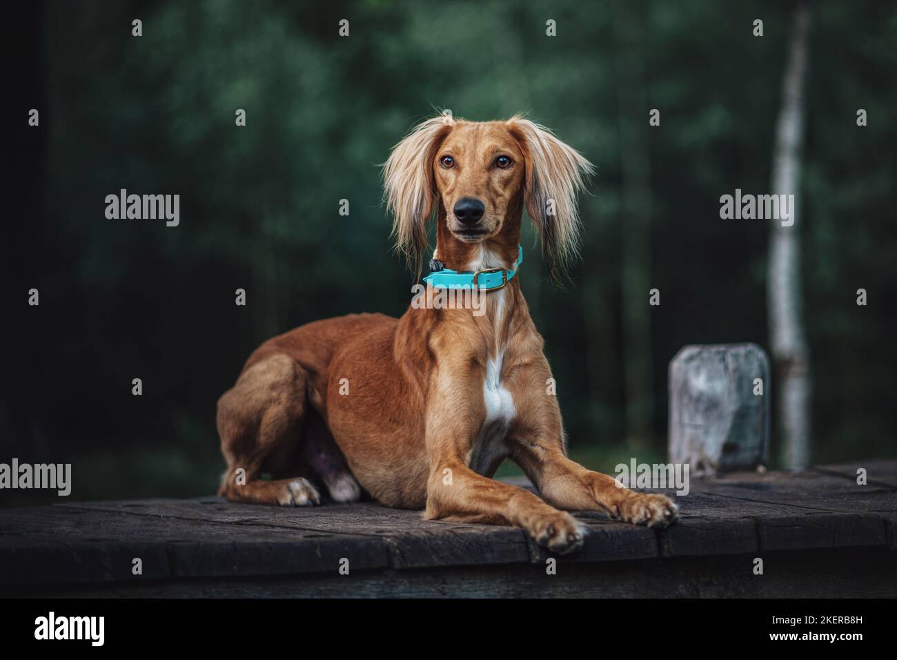 Smooth saluki hi-res stock photography and images - Alamy