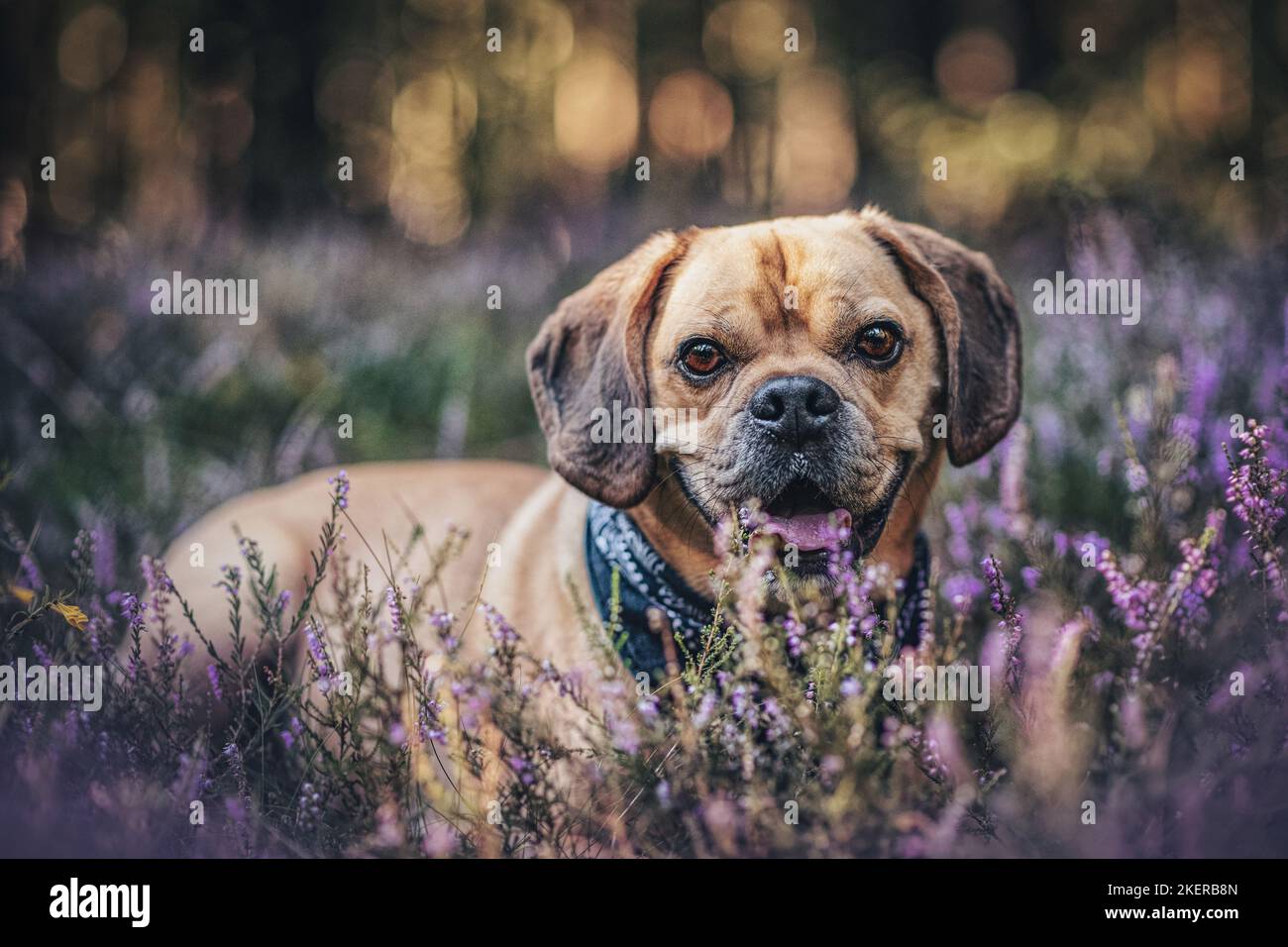 Half shade plants hi-res stock photography and images - Alamy