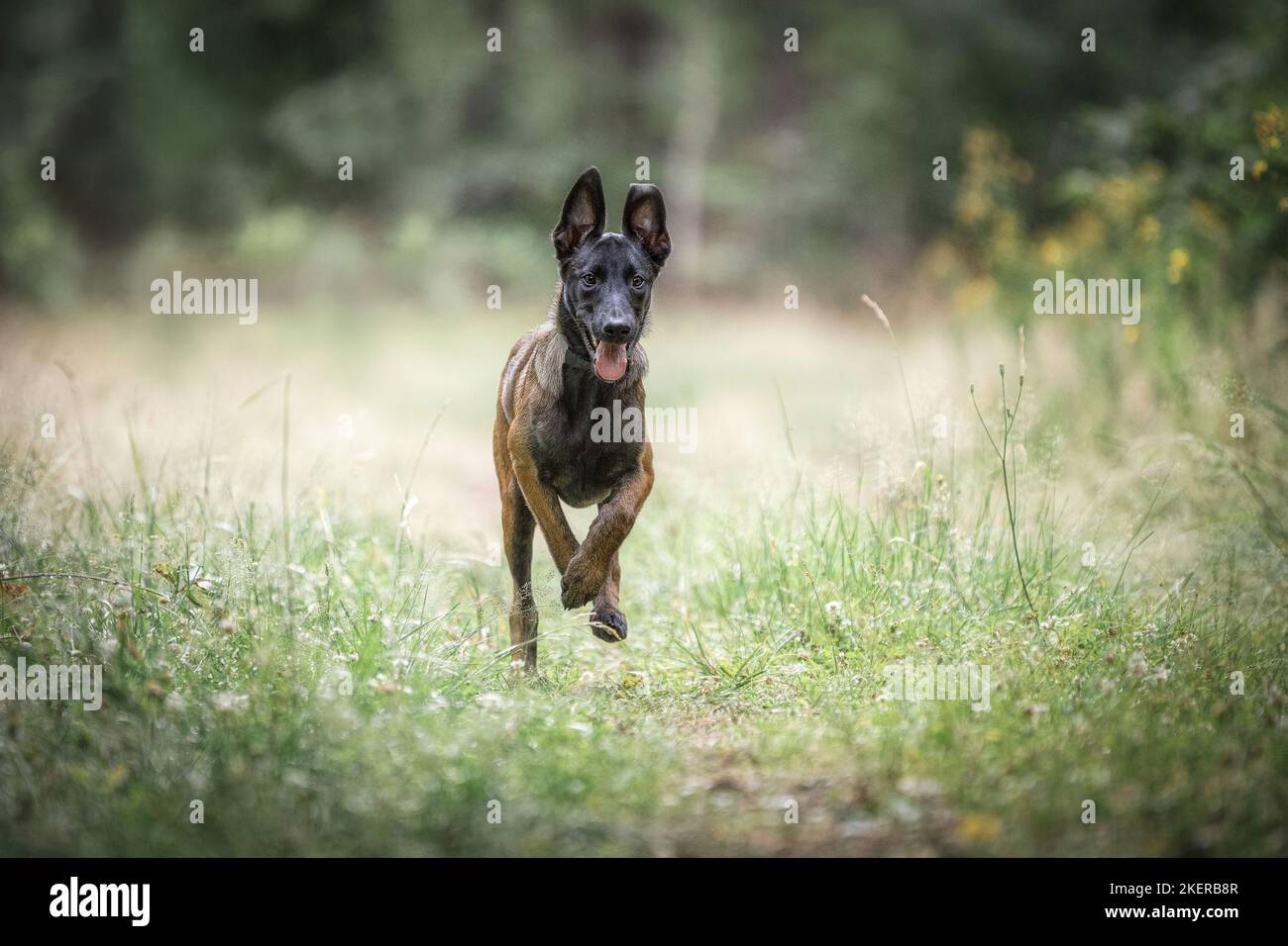 running Malinois Puppy Stock Photo - Alamy
