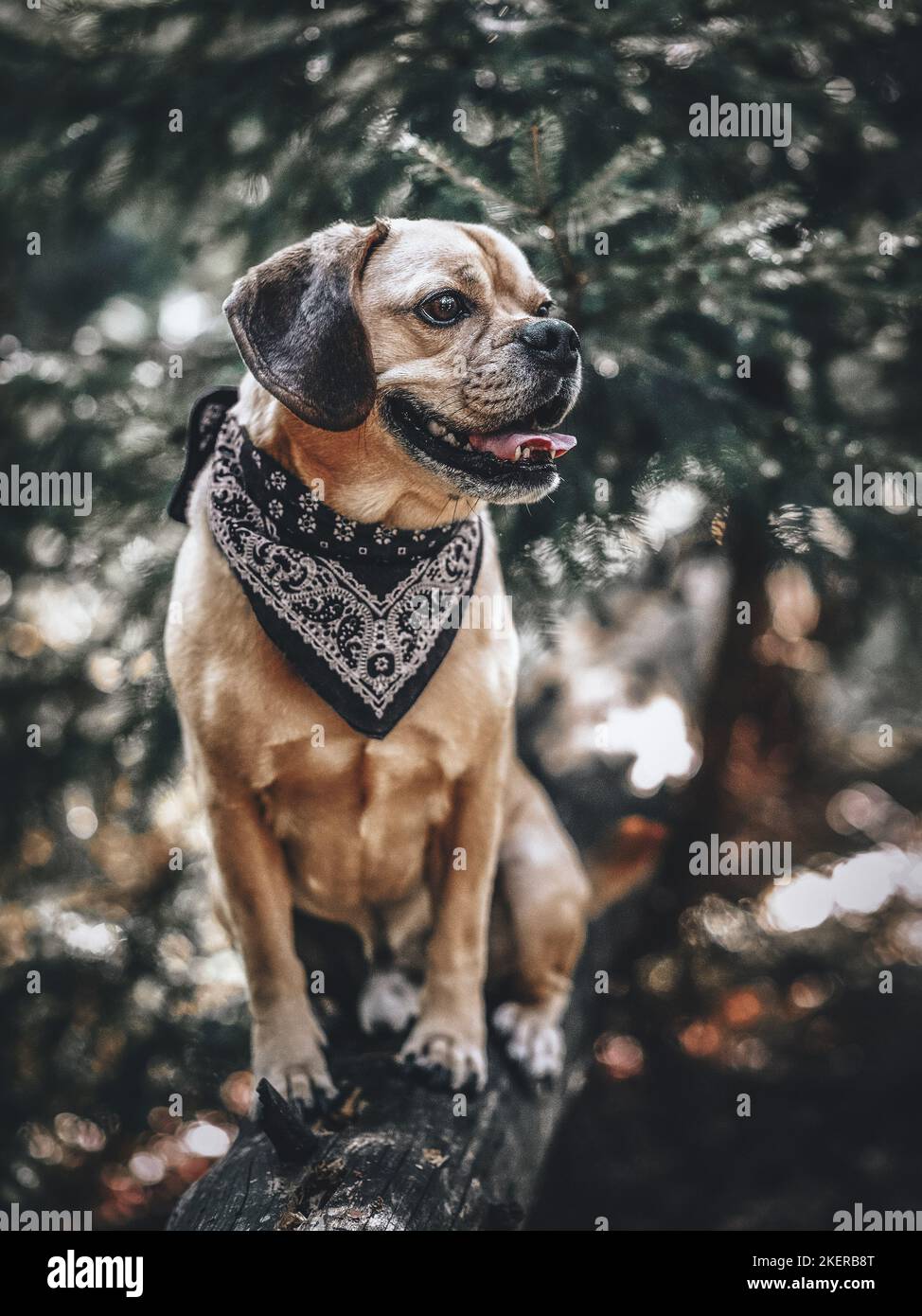 Beagle pug cross hi-res stock photography and images - Alamy
