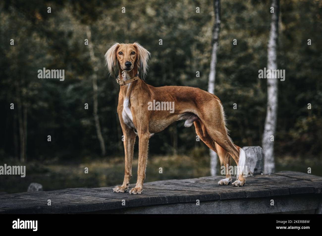 Long haired greyhounds hi-res stock photography and images - Alamy