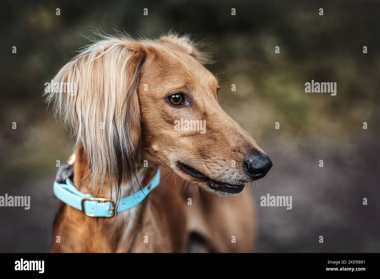 Smooth saluki hi-res stock photography and images - Alamy