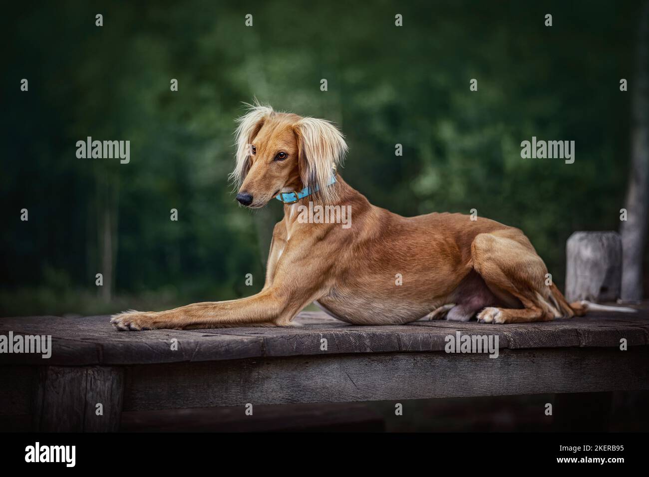 Smooth saluki hi-res stock photography and images - Alamy