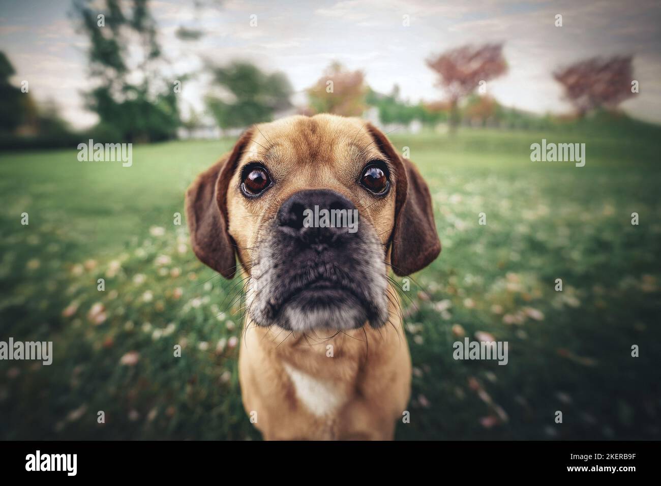 Distorted dog head hi-res stock photography and images - Alamy