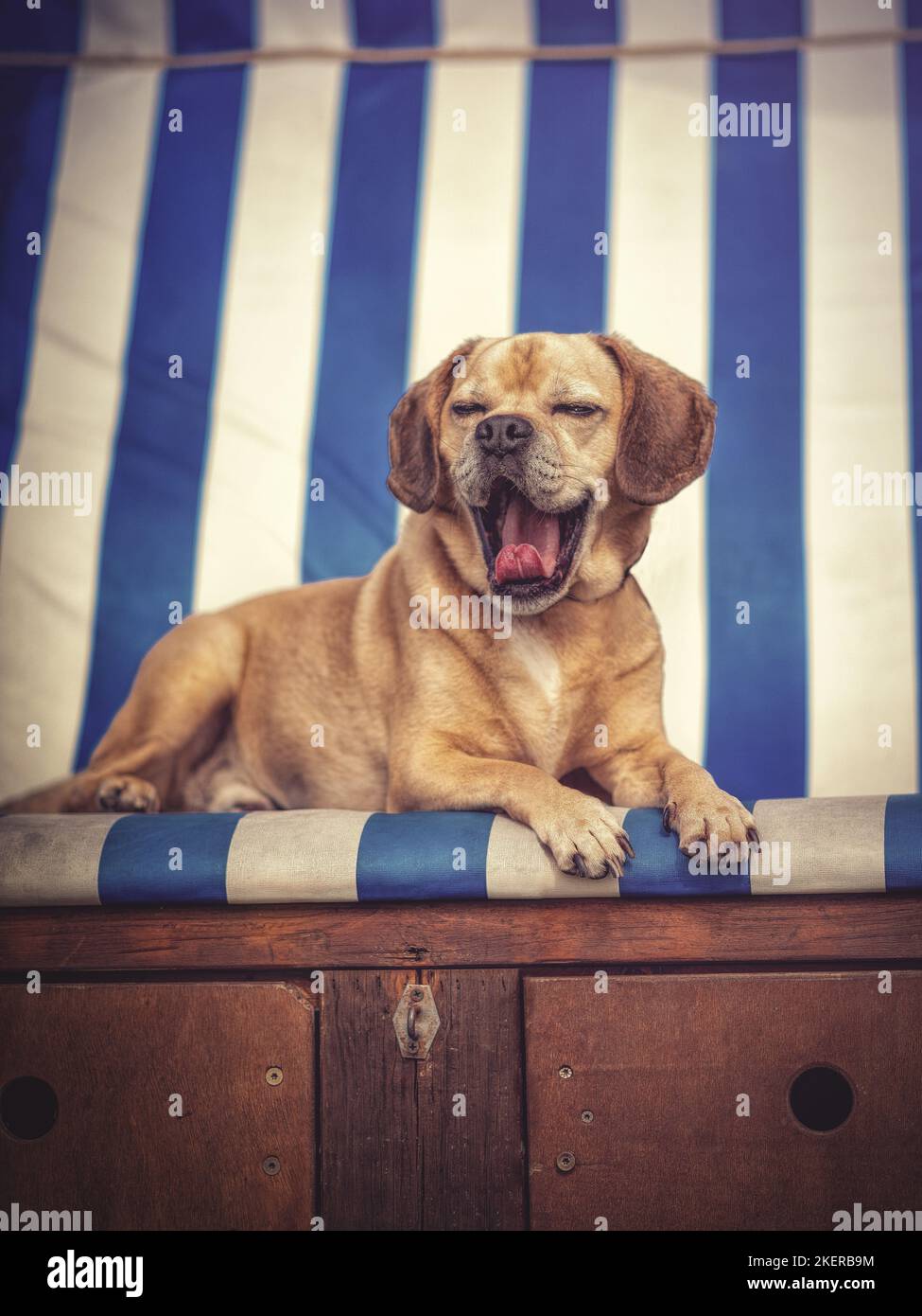 Pug cross beagle hi-res stock photography and images - Alamy