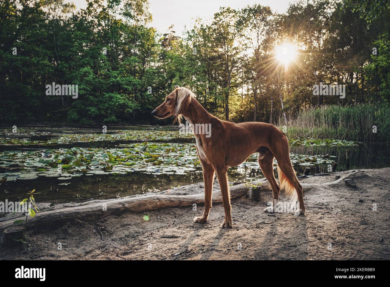 Smooth saluki hi-res stock photography and images - Alamy