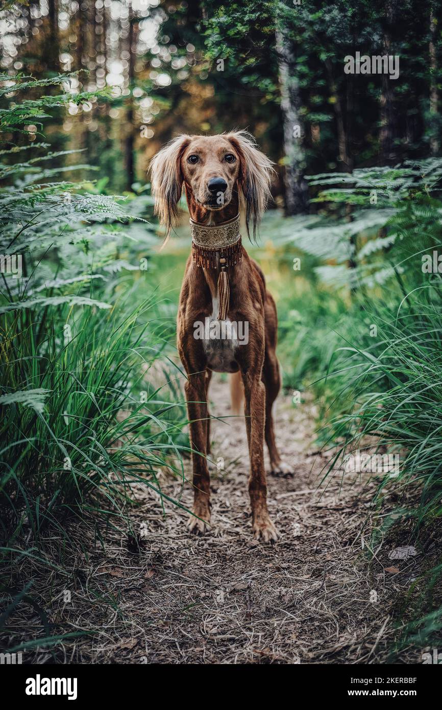 Smooth saluki hi-res stock photography and images - Alamy