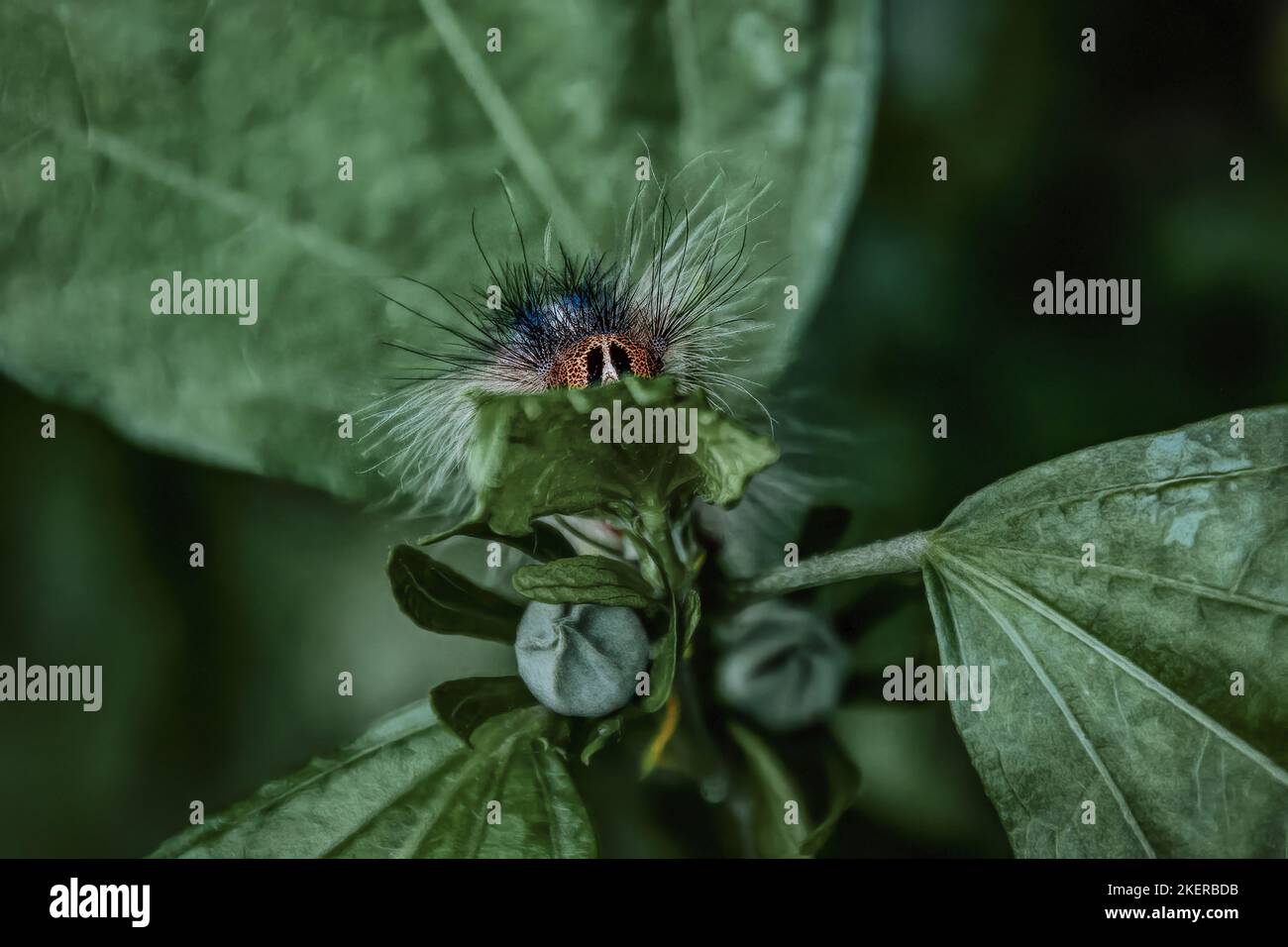 Gipsy Moth grub Stock Photo - Alamy