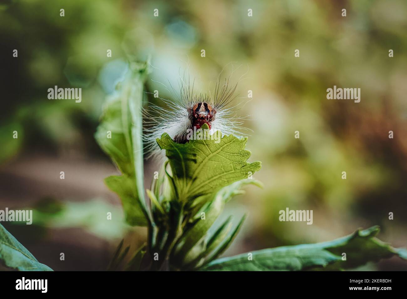 Gipsy Moth grub Stock Photo - Alamy