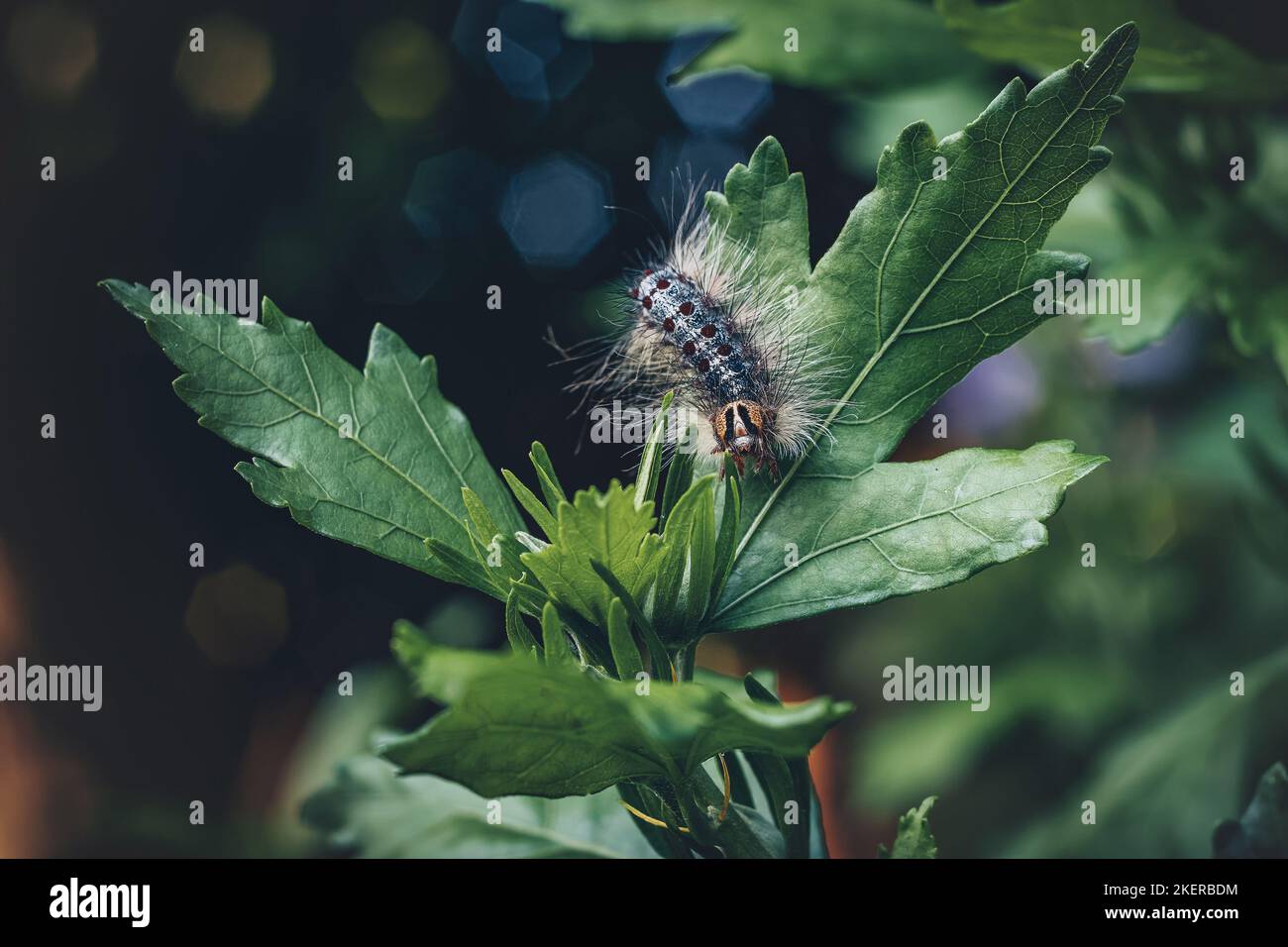 Gipsy Moth grub Stock Photo - Alamy