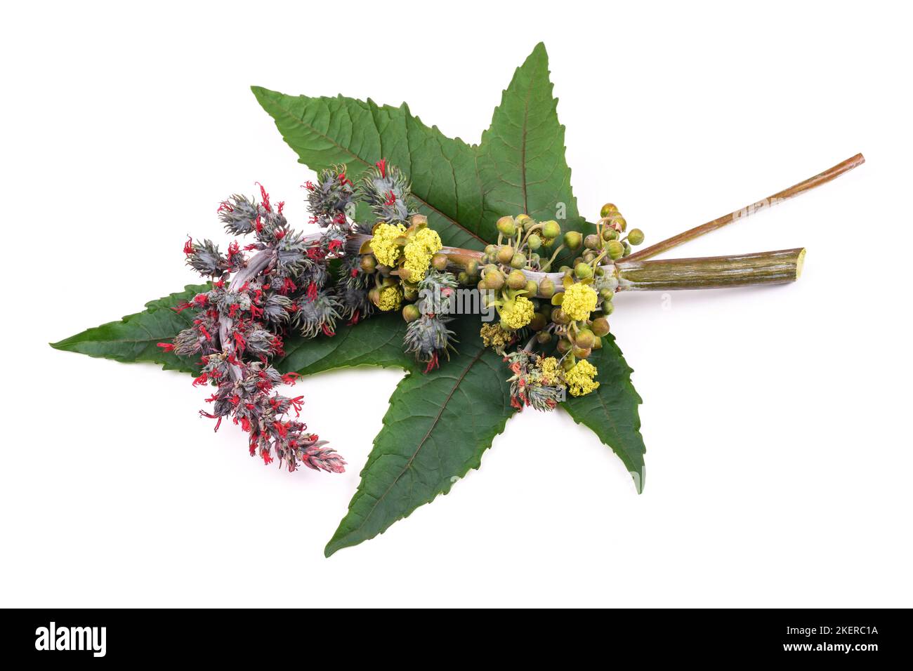Castor leaf flower and seed isolated on white Stock Photo - Alamy
