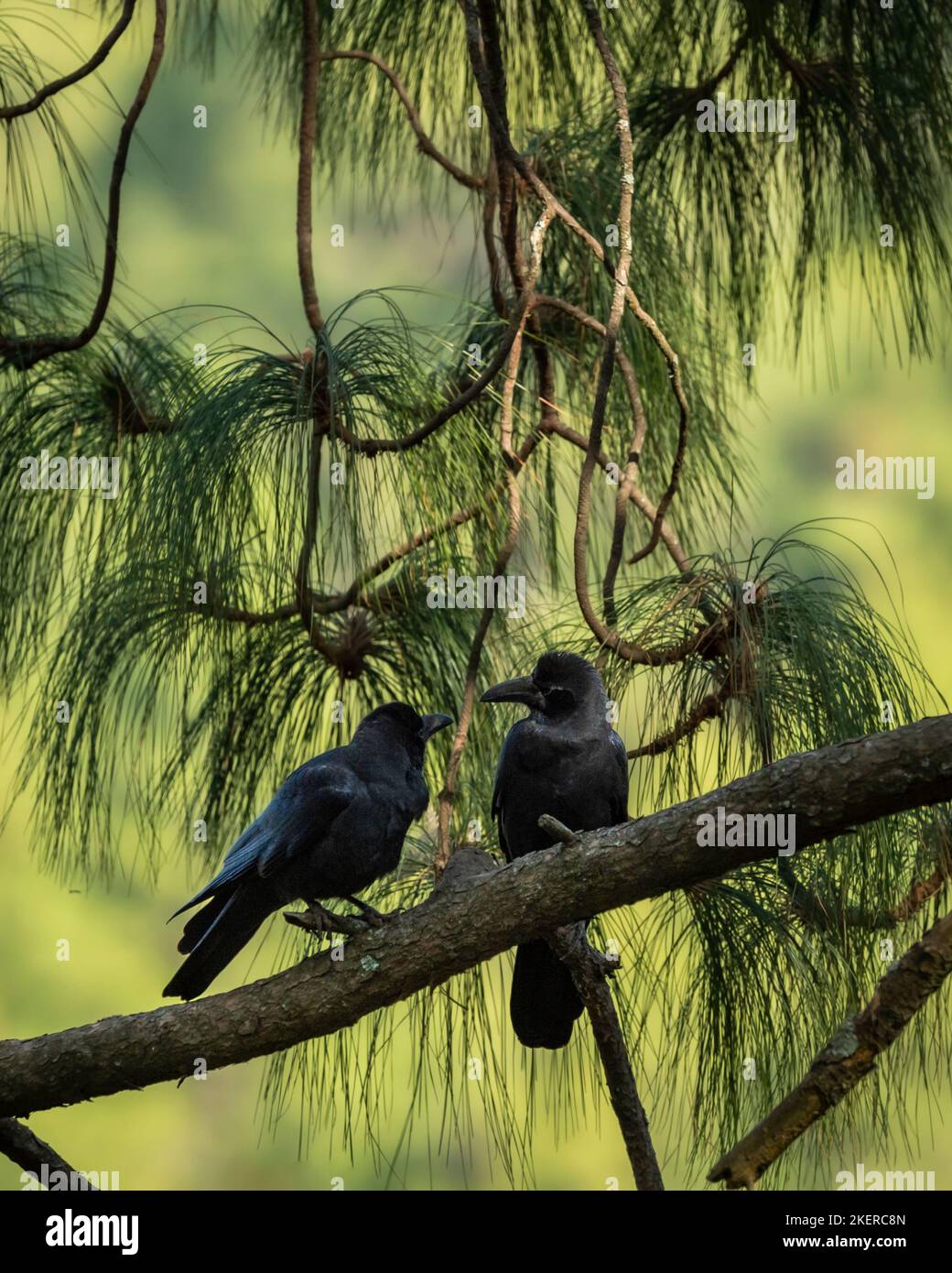 Large billed crow or jungle crow or Corvus macrorhynchos in natural ...