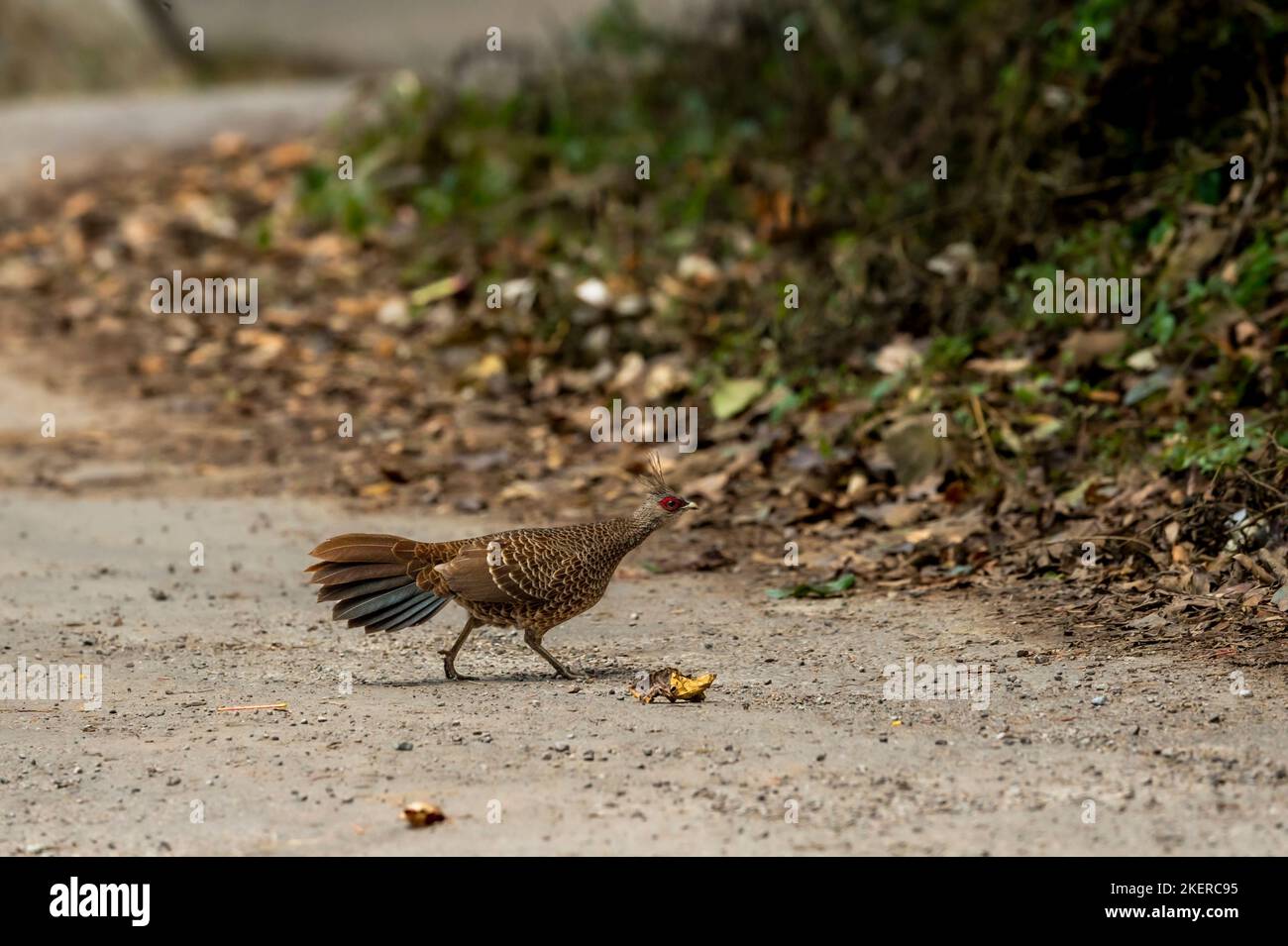 Kalij pheasant or Lophura leucomelanos female bird running on forest ...