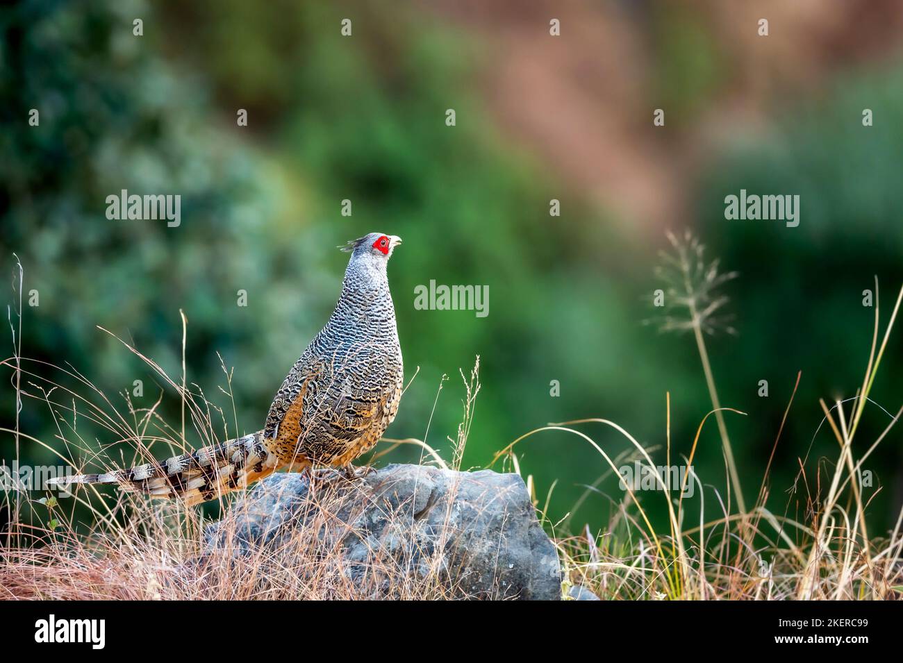 cheer pheasant or Catreus wallichii or Wallich's pheasant bird calling ...