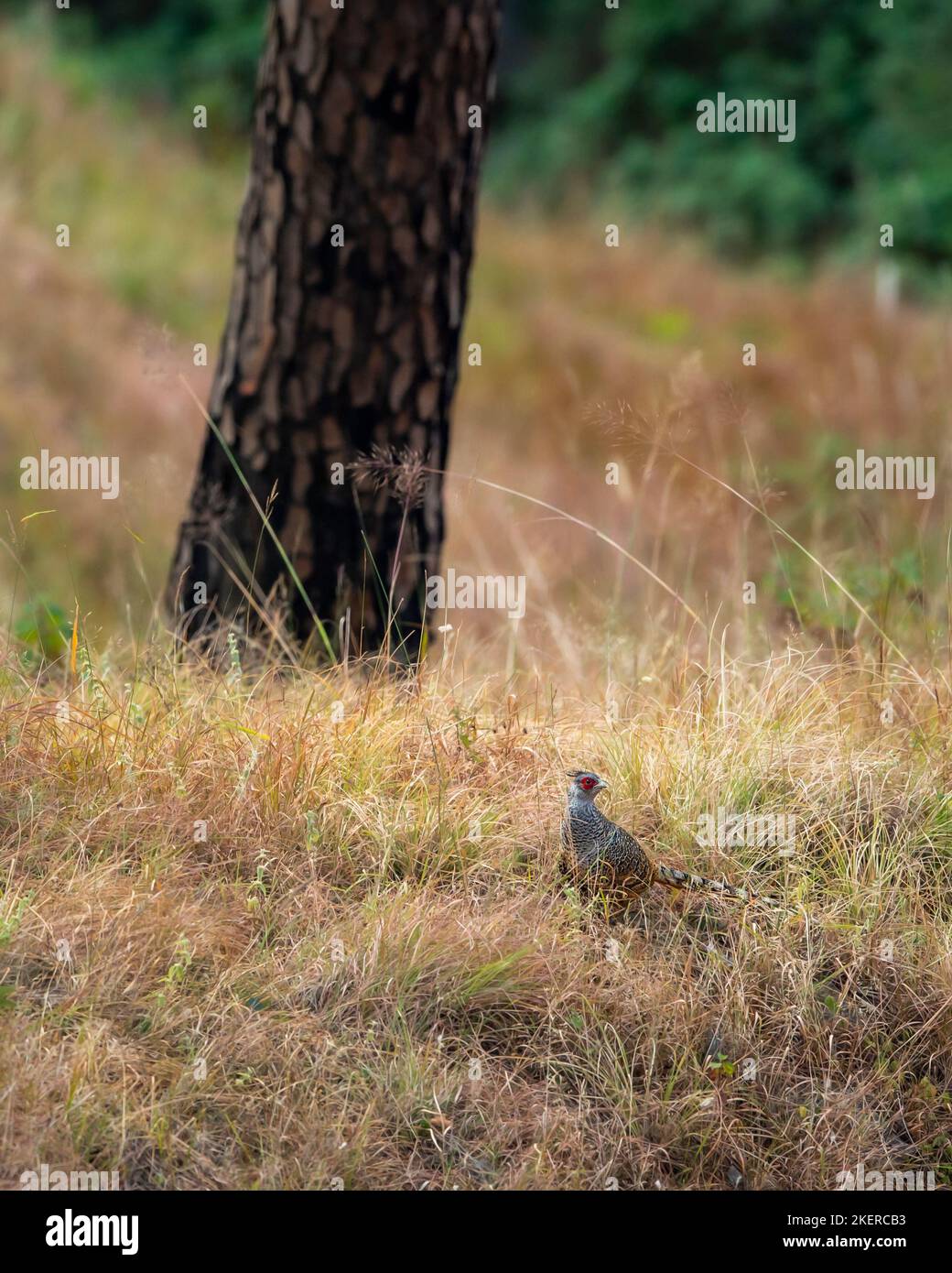 Cheer pheasant hi-res stock photography and images - Alamy