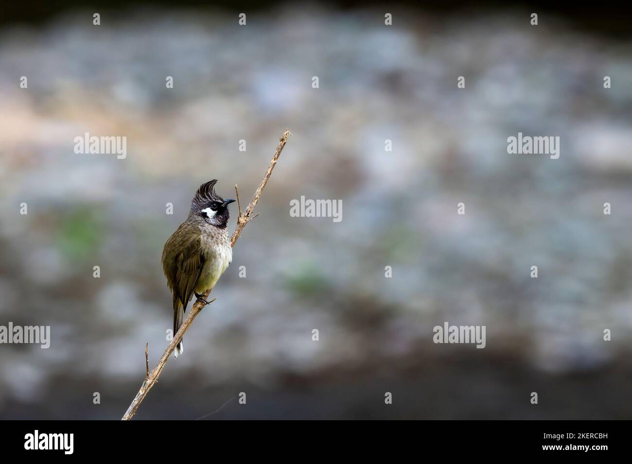 Himalayan bulbul or white cheeked bulbul or Pycnonotus leucogenys bird ...