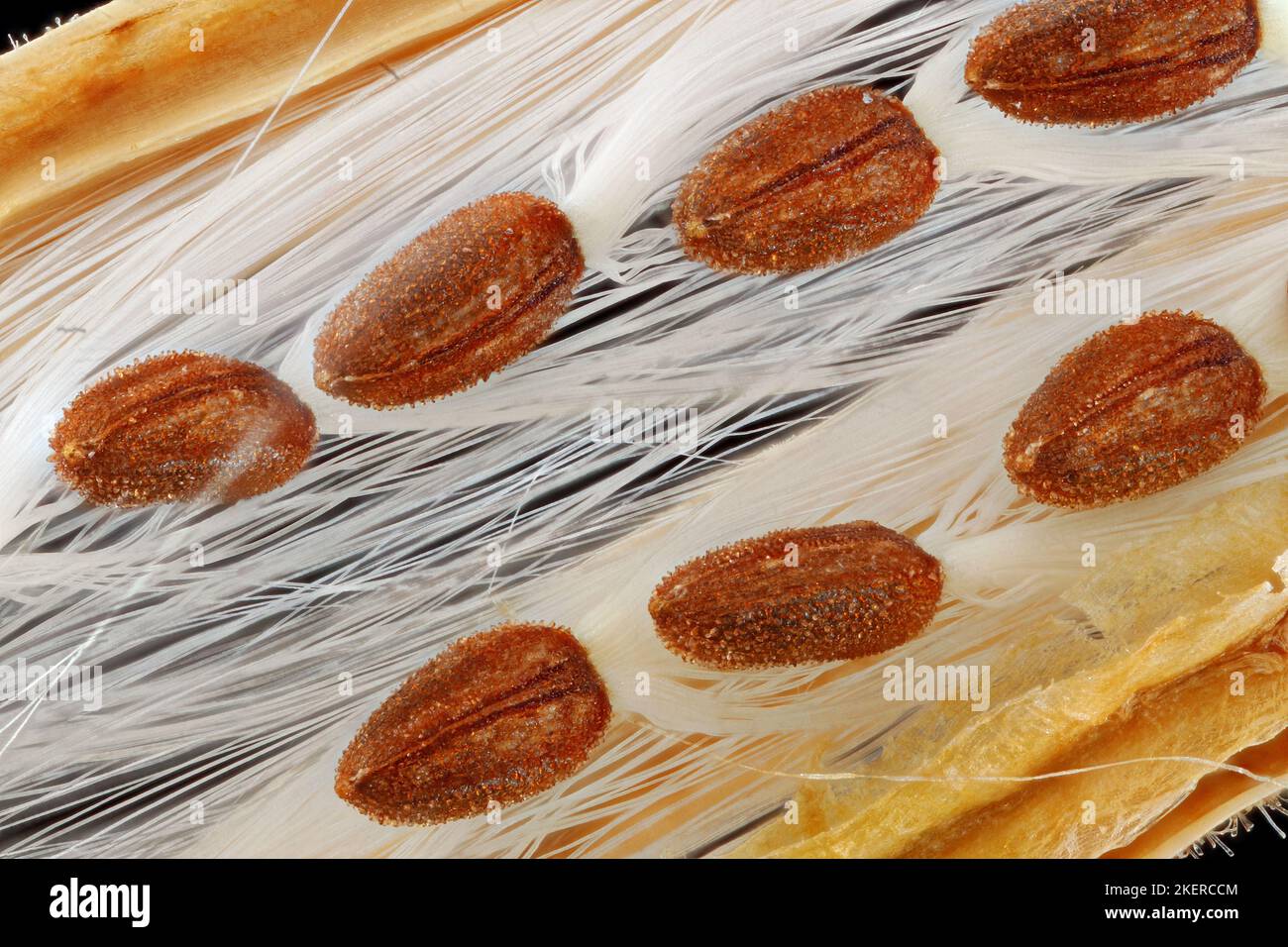 Epilobium hirsutum, Great willowherb, Zottiges Weidenröschen, close up ...