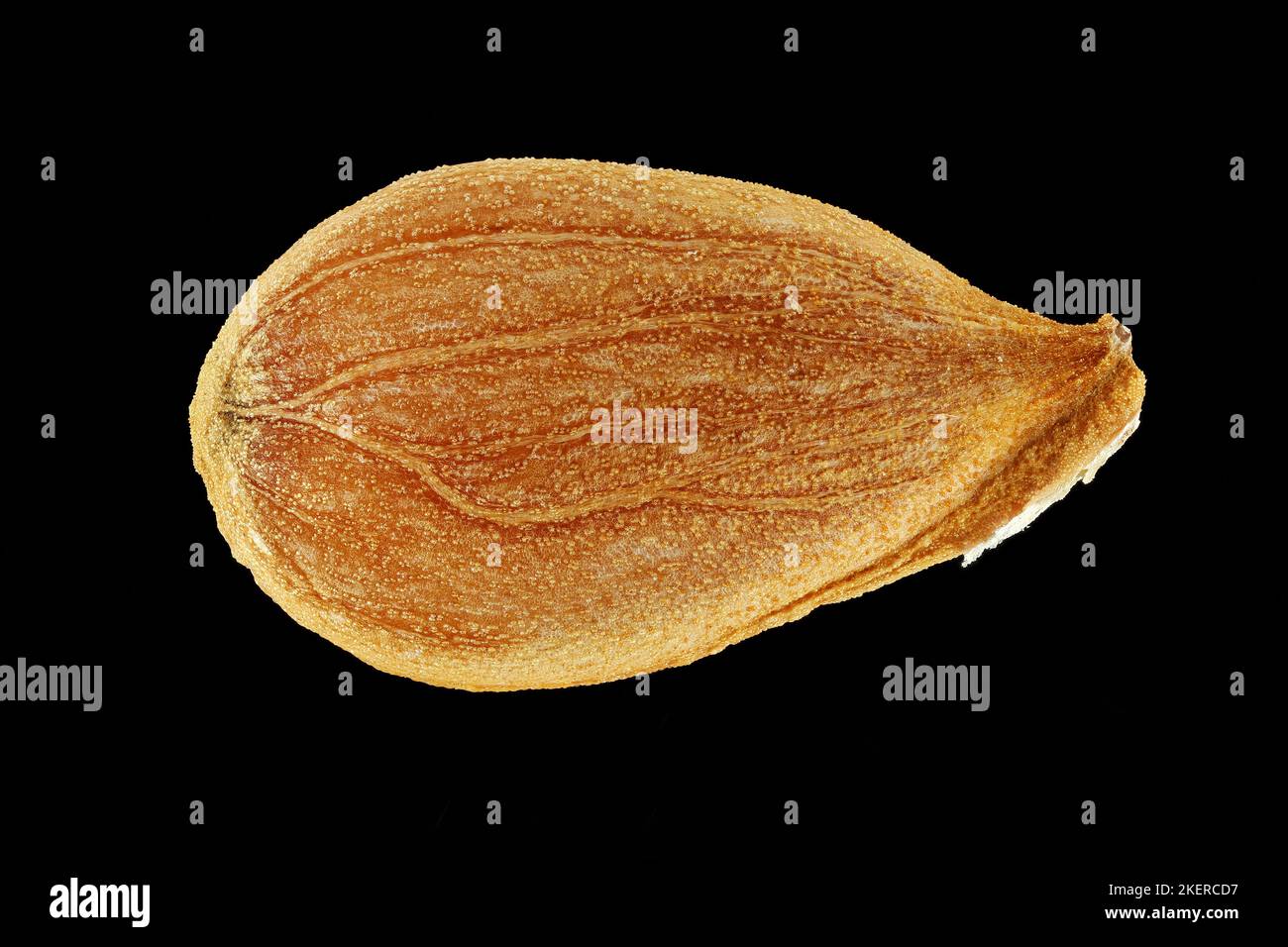 Prunus domestica ssp syriaca, Mirabelle plum, Mirabelle, close up, seed ...