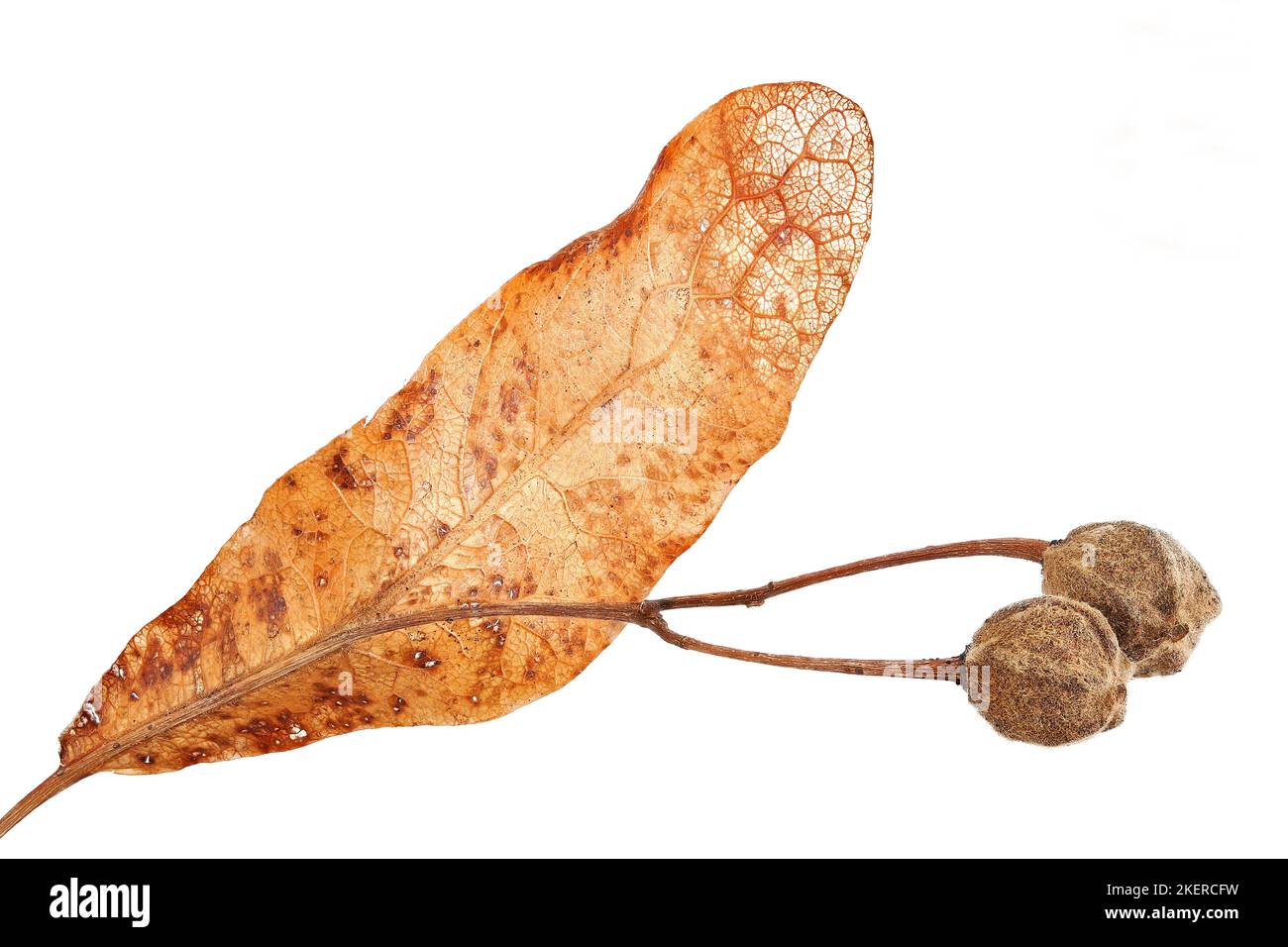 Tilia platyphyllos, Large-leaved lime, Sommer-Linde, close up, fruits ...