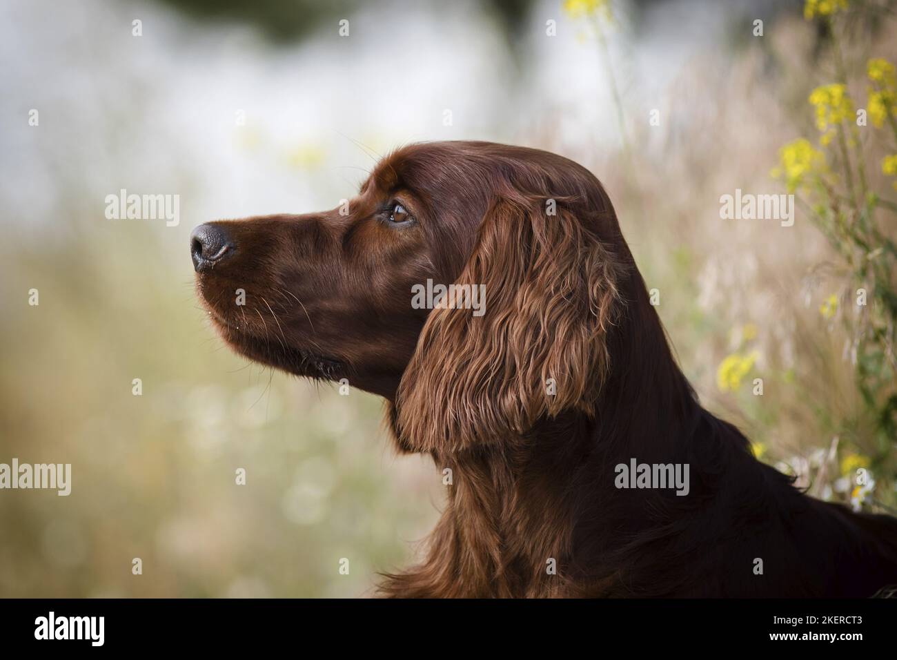 Irish Red Setter Portrait Stock Photo - Alamy