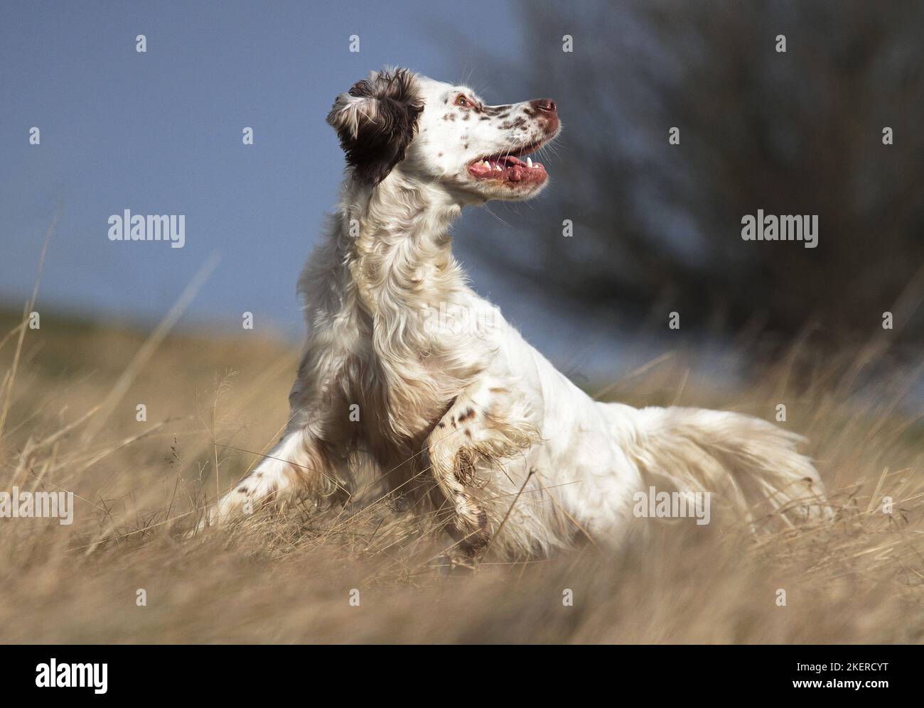 running English Setter Stock Photo - Alamy