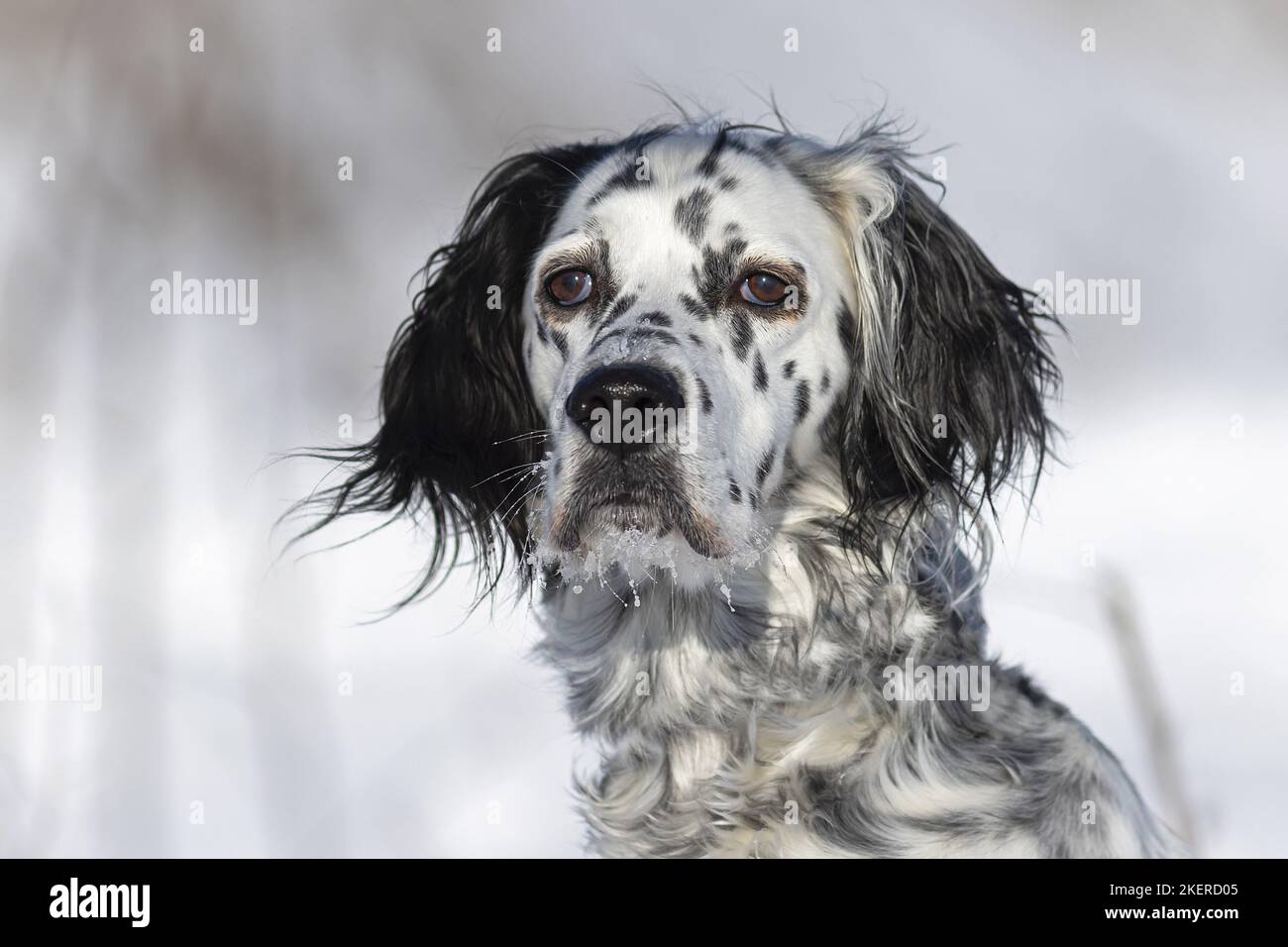 English Setter Portrait Stock Photo - Alamy