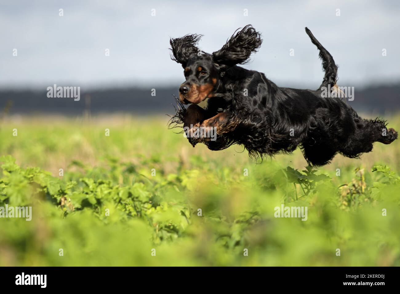 female Gordon Setter Stock Photo - Alamy