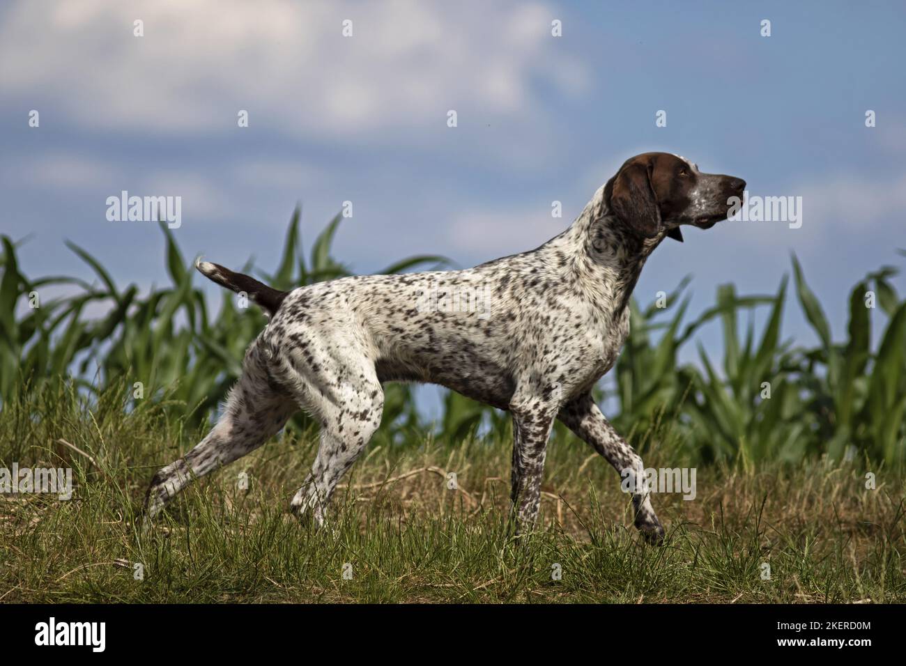 Male german shorthaired pointer hi-res stock photography and images - Alamy