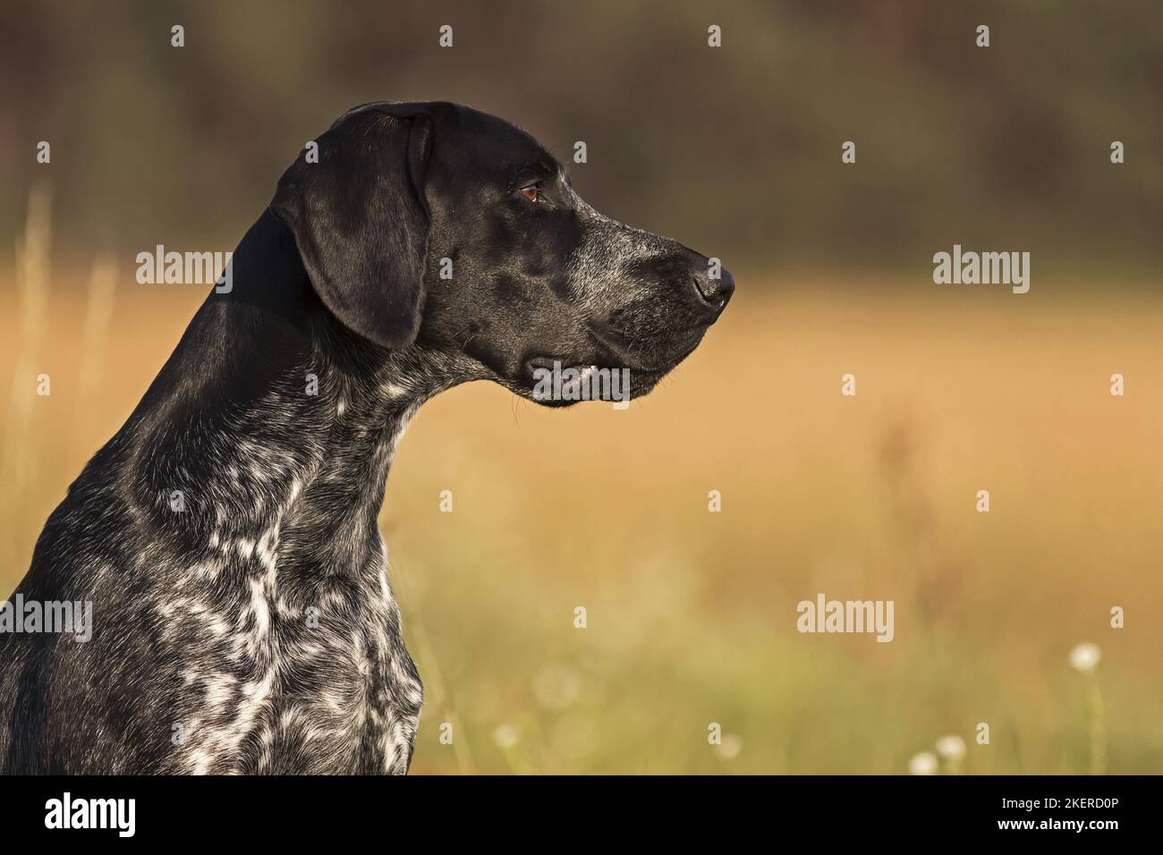 male German shorthaired Pointer Stock Photo - Alamy