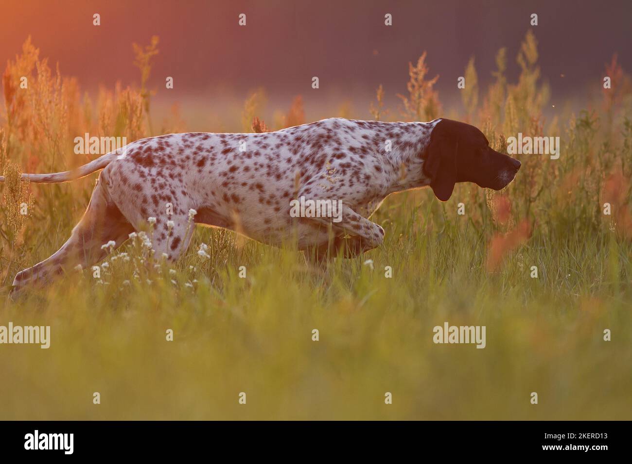 male English Pointer Stock Photo - Alamy