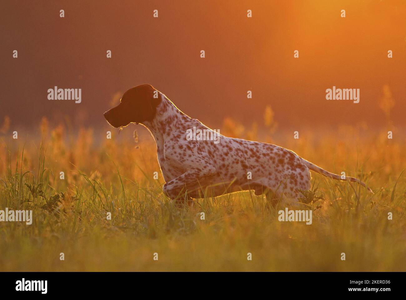 male English Pointer Stock Photo - Alamy