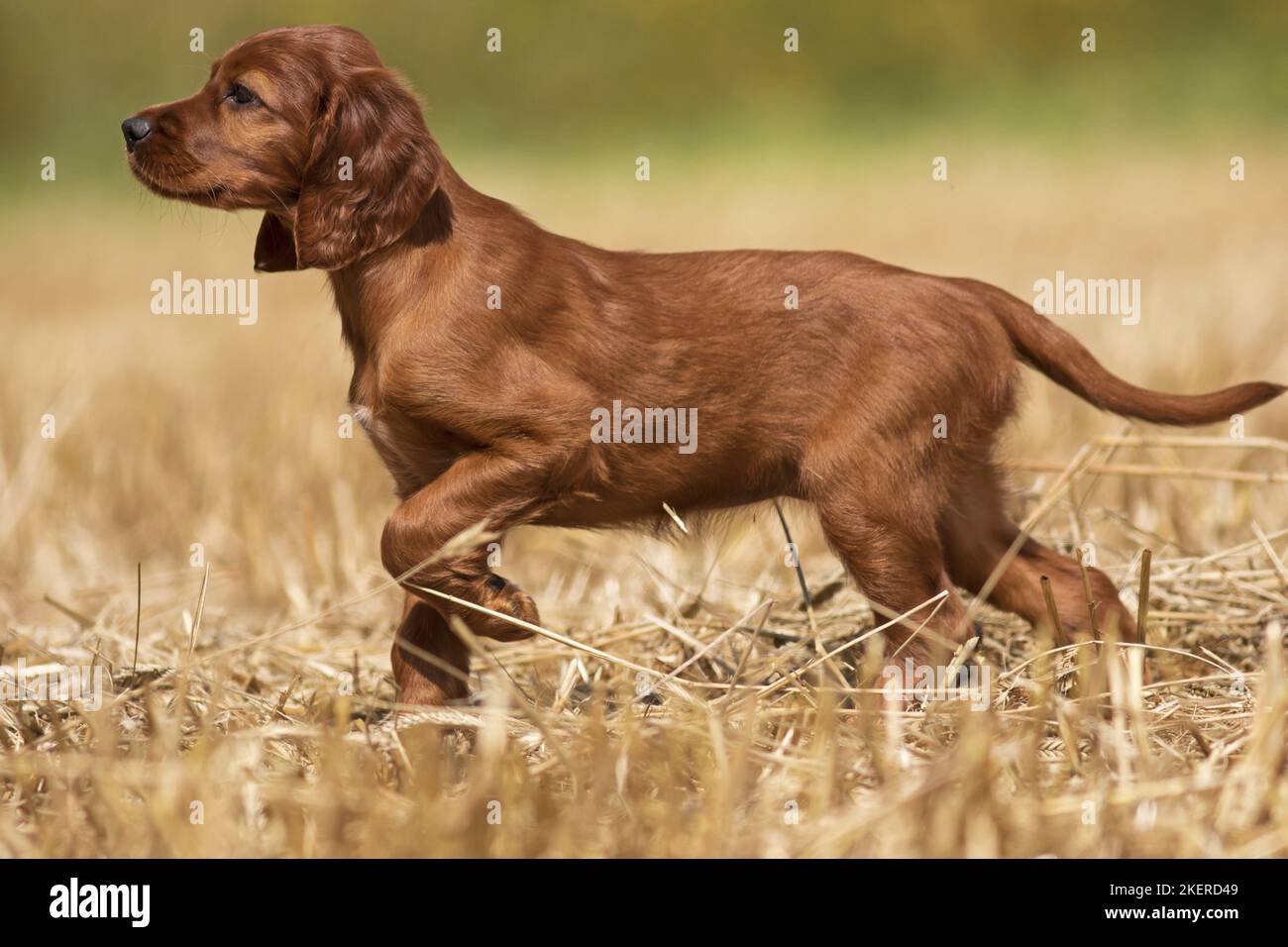 Irish Red Setter Puppy Stock Photo - Alamy