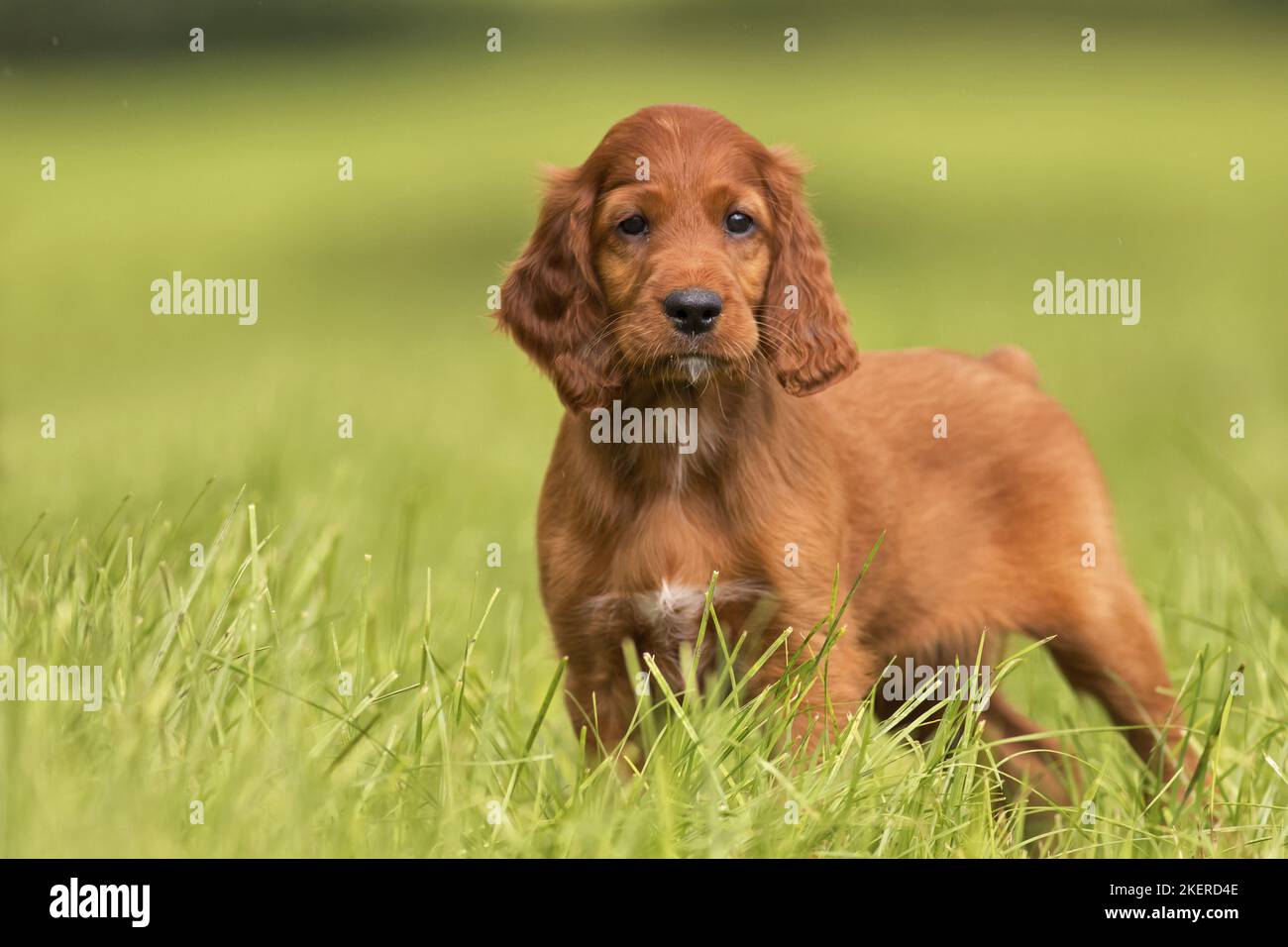 Irish Red Setter Puppy Stock Photo - Alamy