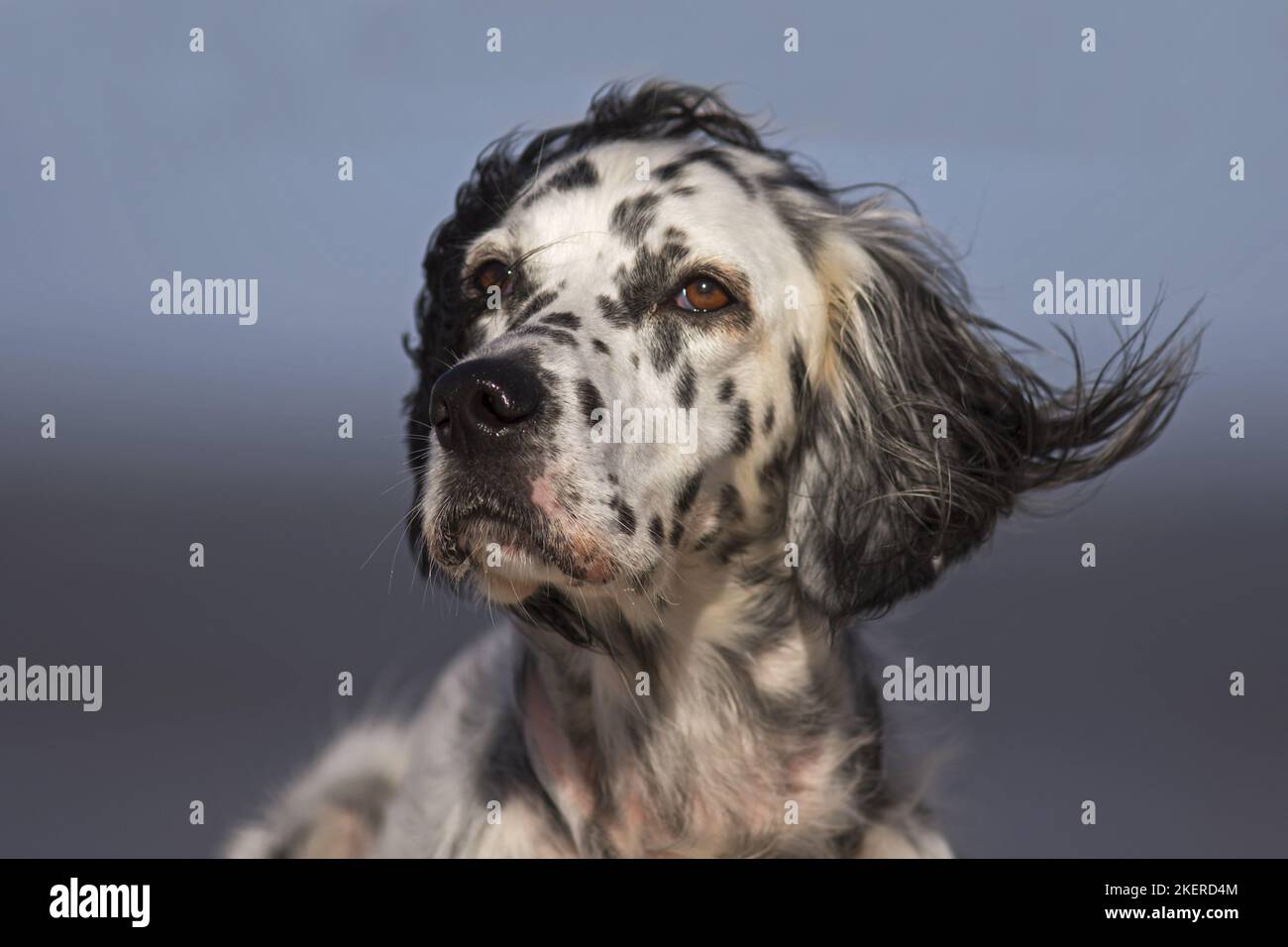English Setter Portrait Stock Photo - Alamy