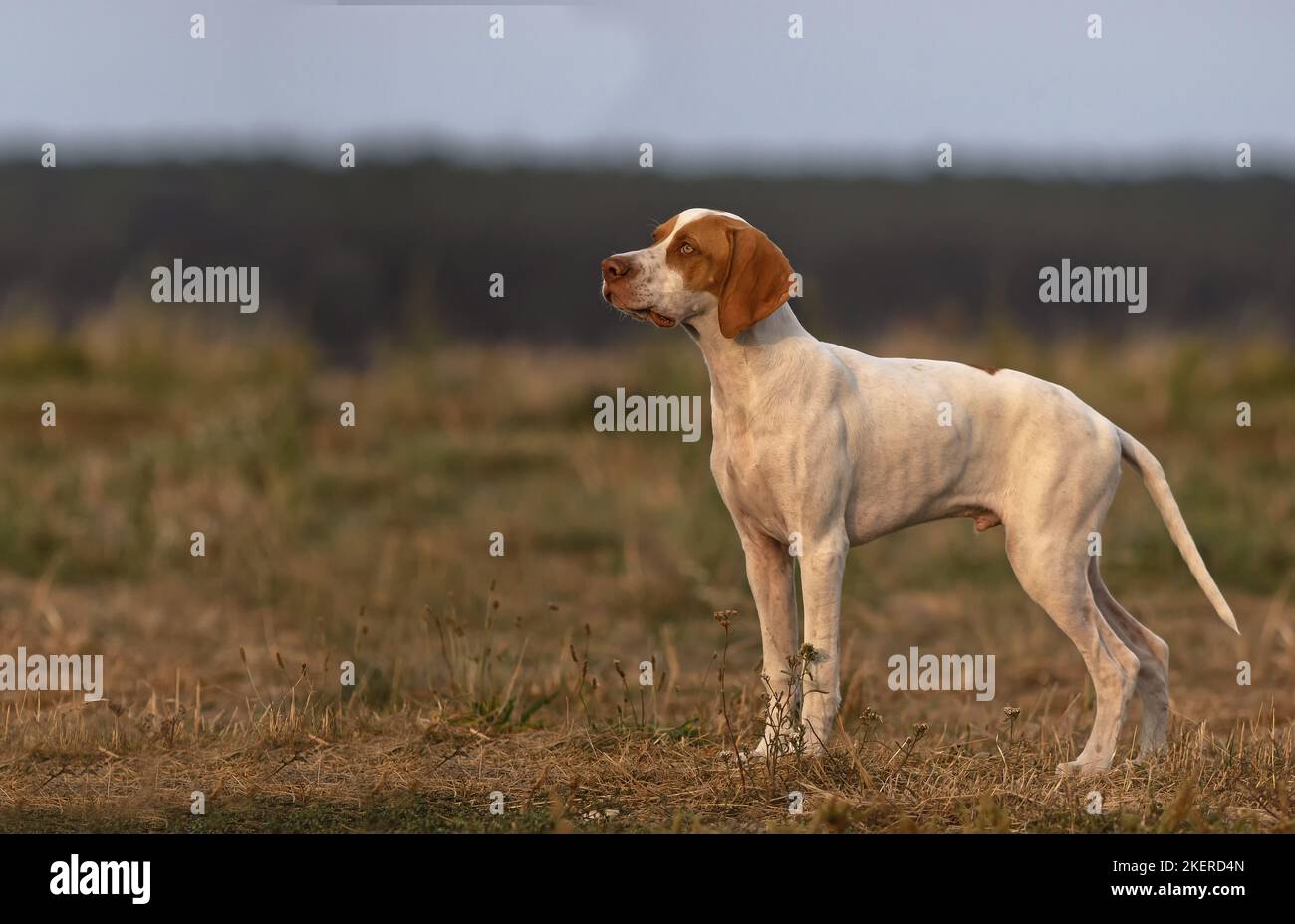 English pointer two hi-res stock photography and images - Alamy