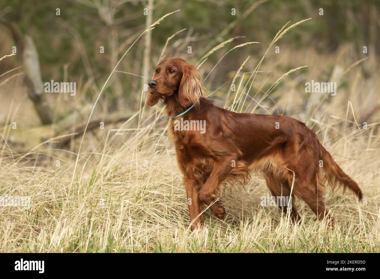 female Irish Red Setter Stock Photo - Alamy