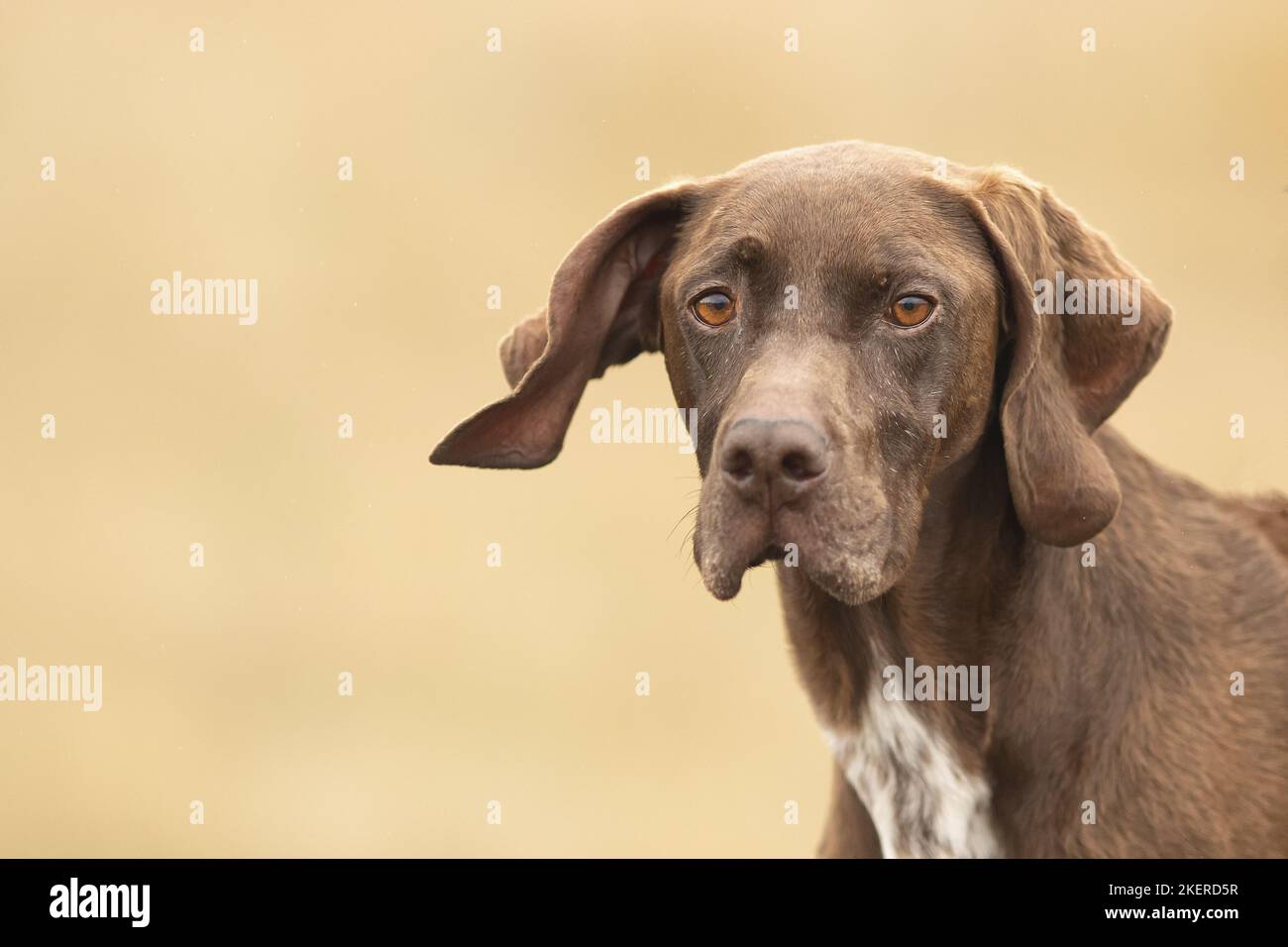 English Pointer Portrait Stock Photo - Alamy