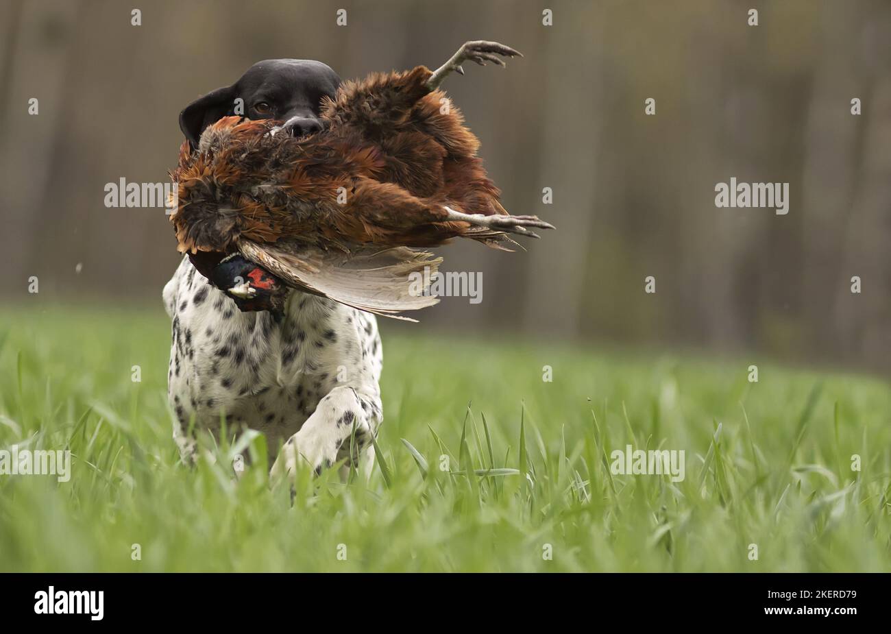 male English Pointer Stock Photo - Alamy