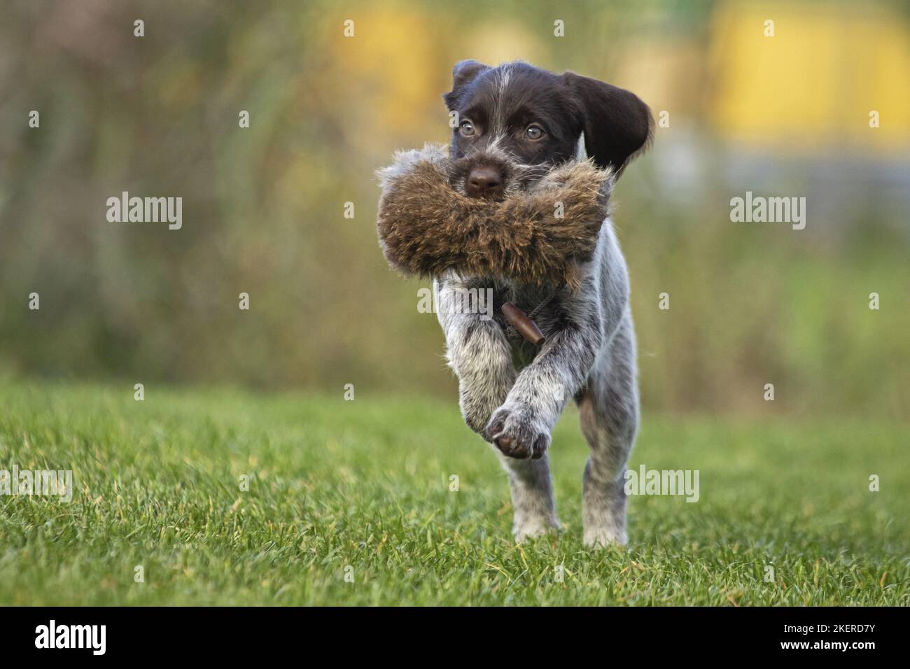 Cesky Fousek Puppy Stock Photo - Alamy