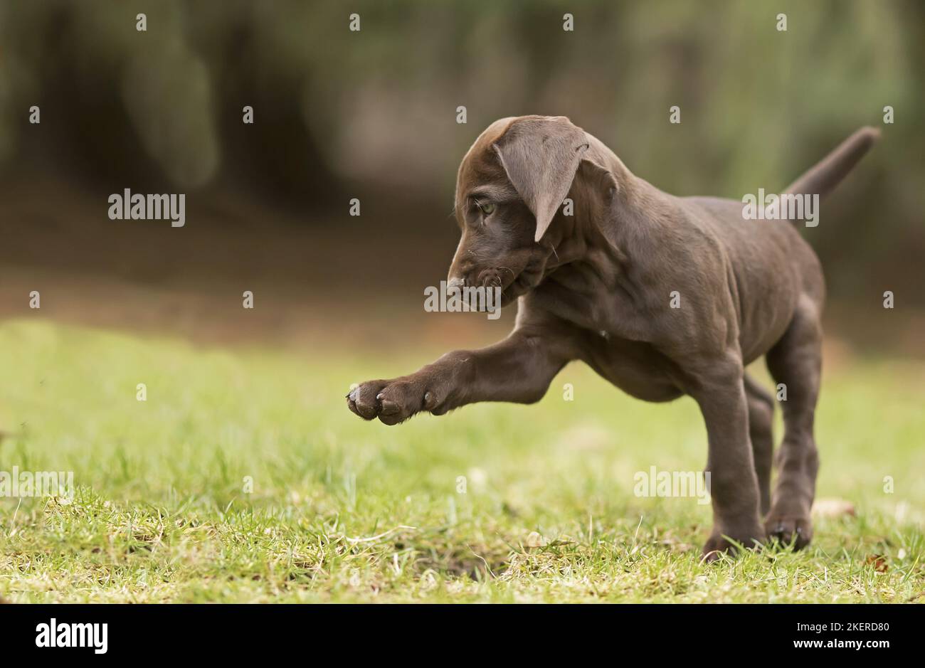 German shorthaired Pointer Puppy Stock Photo - Alamy