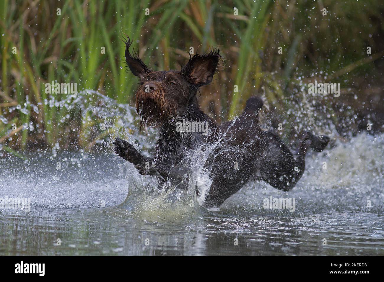 male German wirehaired Pointer Stock Photo - Alamy