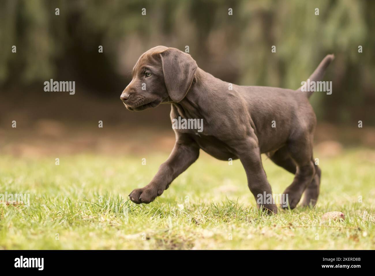 German shorthaired Pointer Puppy Stock Photo - Alamy