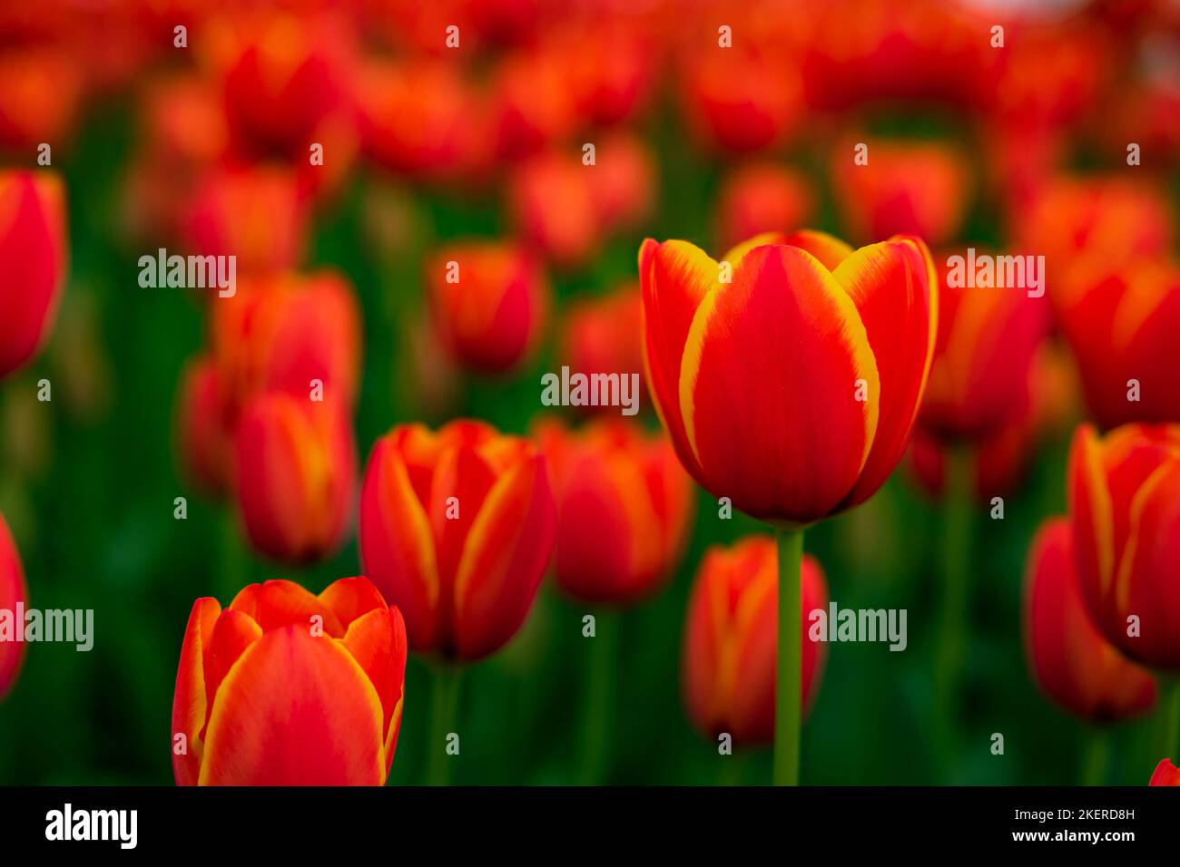 Orange and yellow tulips. Spring flowers background photo. April ...