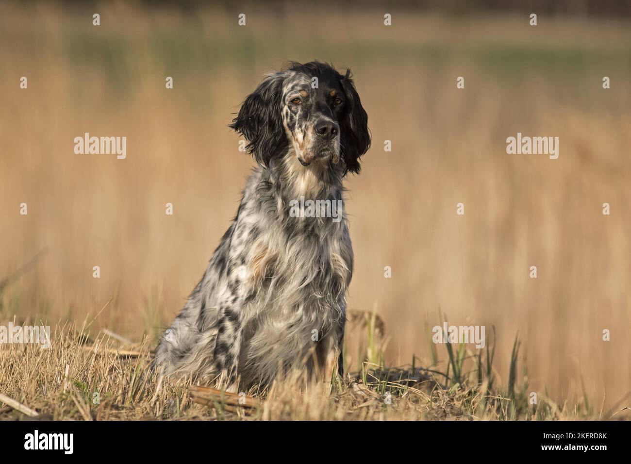 sitting English Setter Stock Photo - Alamy