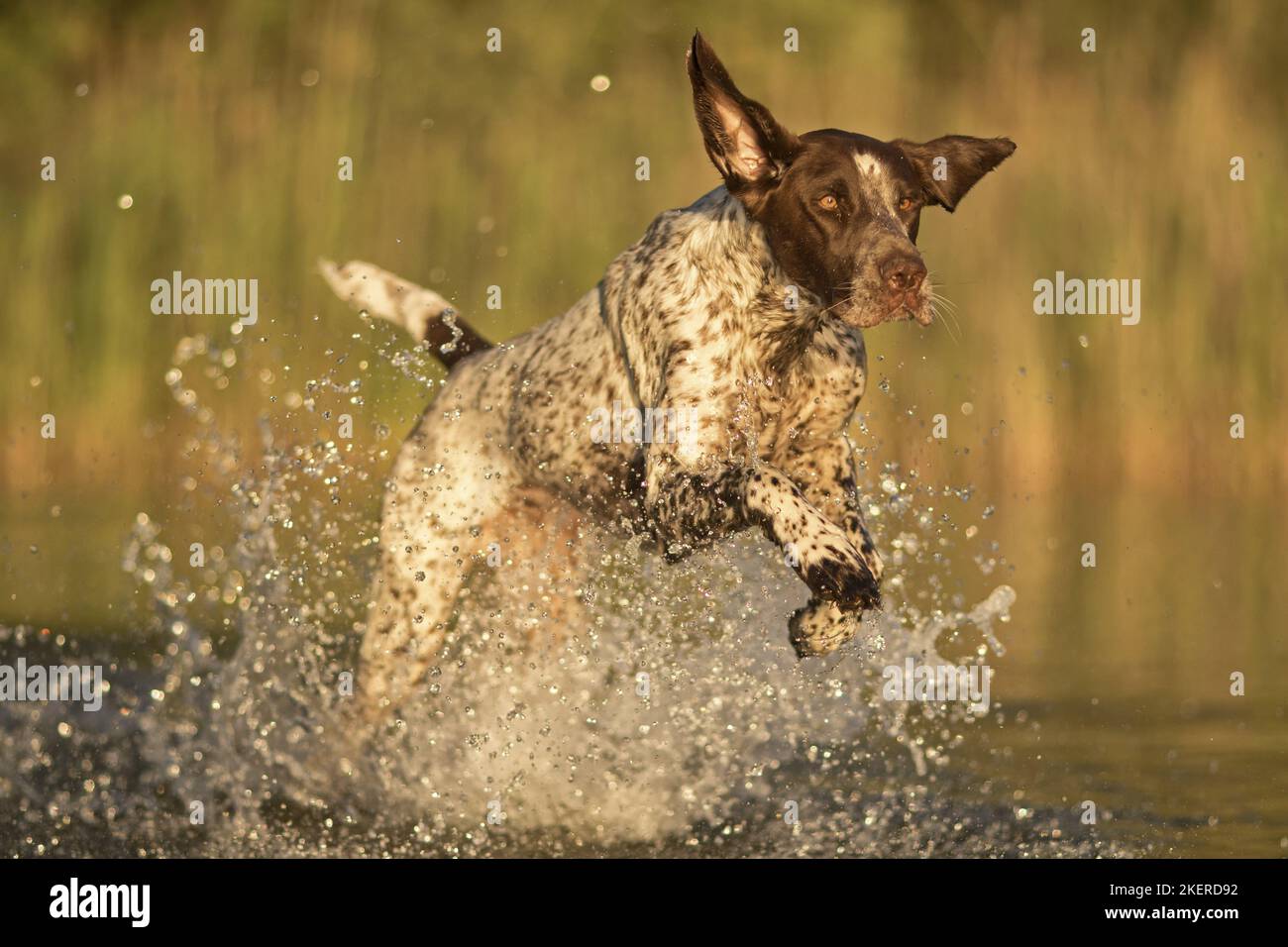 male German shorthaired Pointer Stock Photo - Alamy